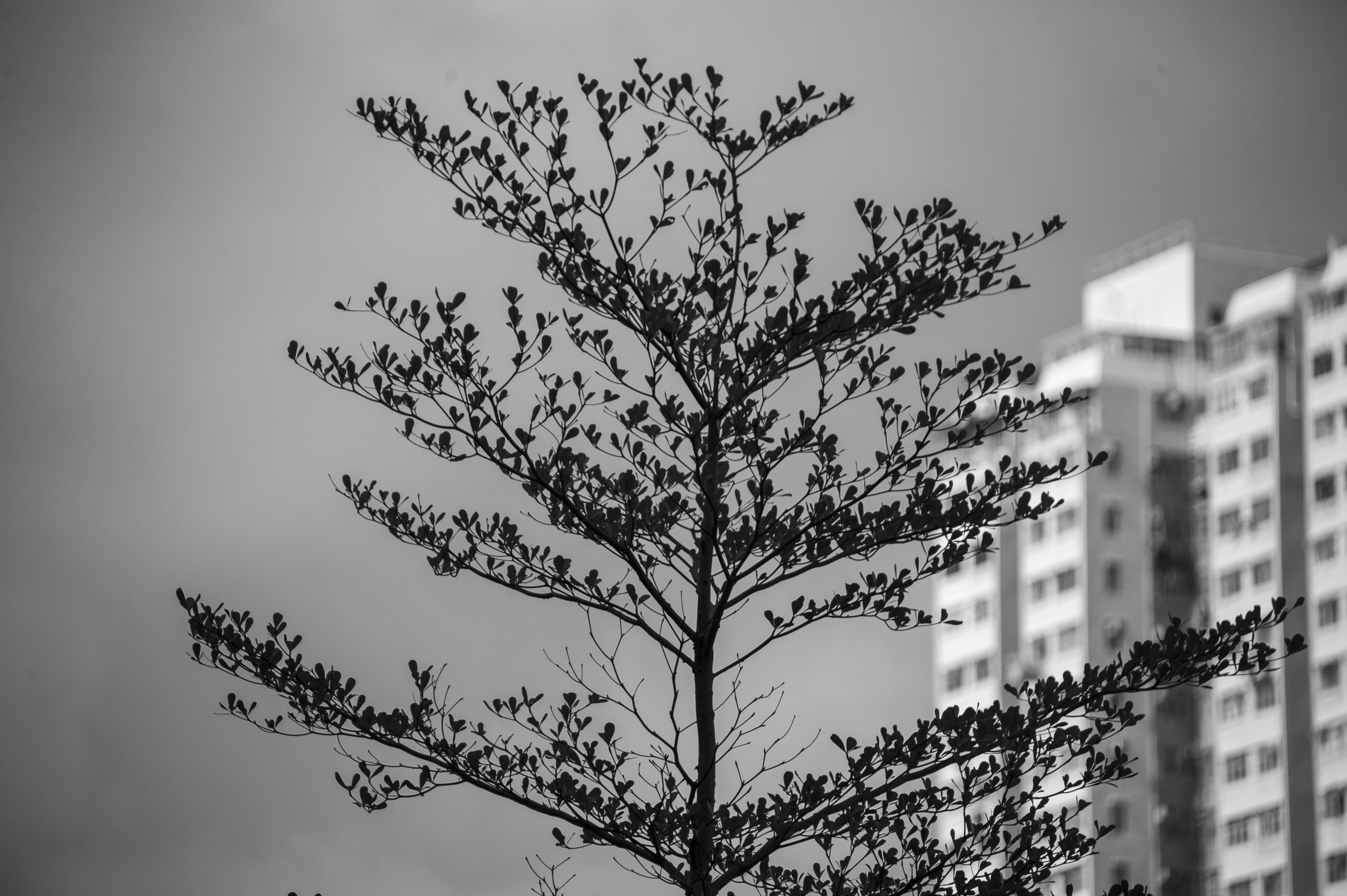 Branching Silence: solitary tree against a distant cityscape