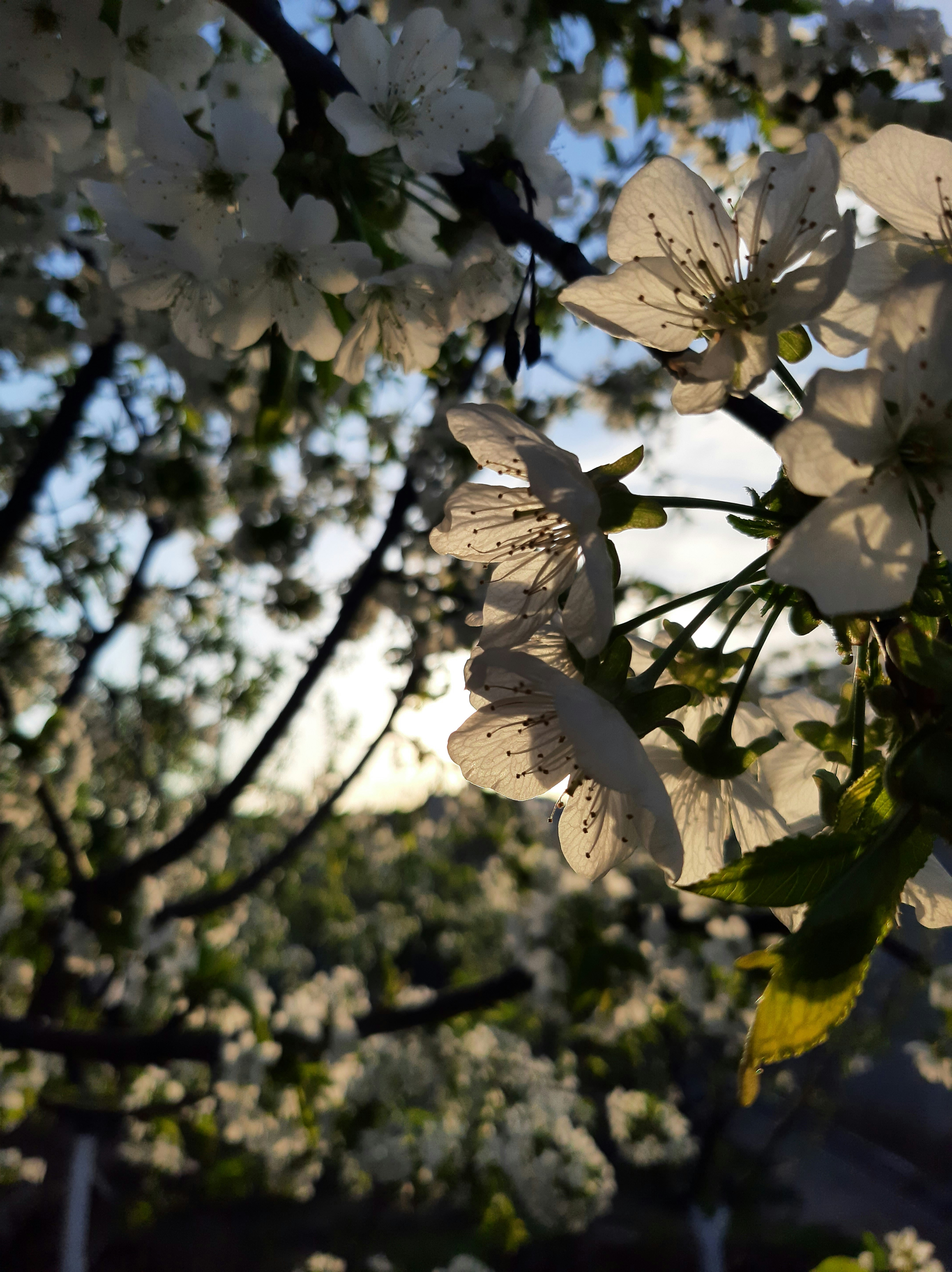 Sunlit White Blossoms Framed by Shadowed Branches