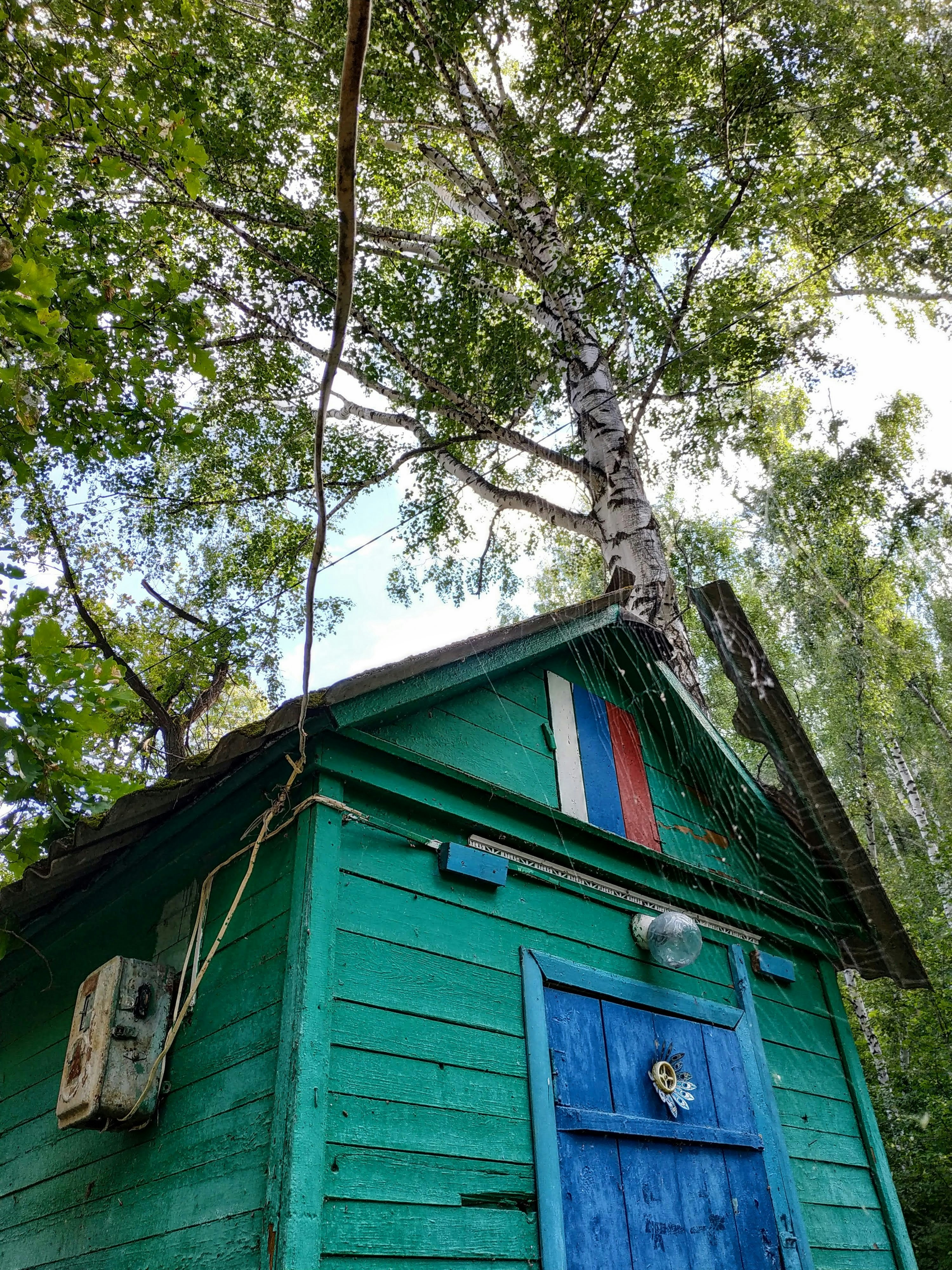 Cabin, Russian flag, and birch. Kandrykul', Jul 2019