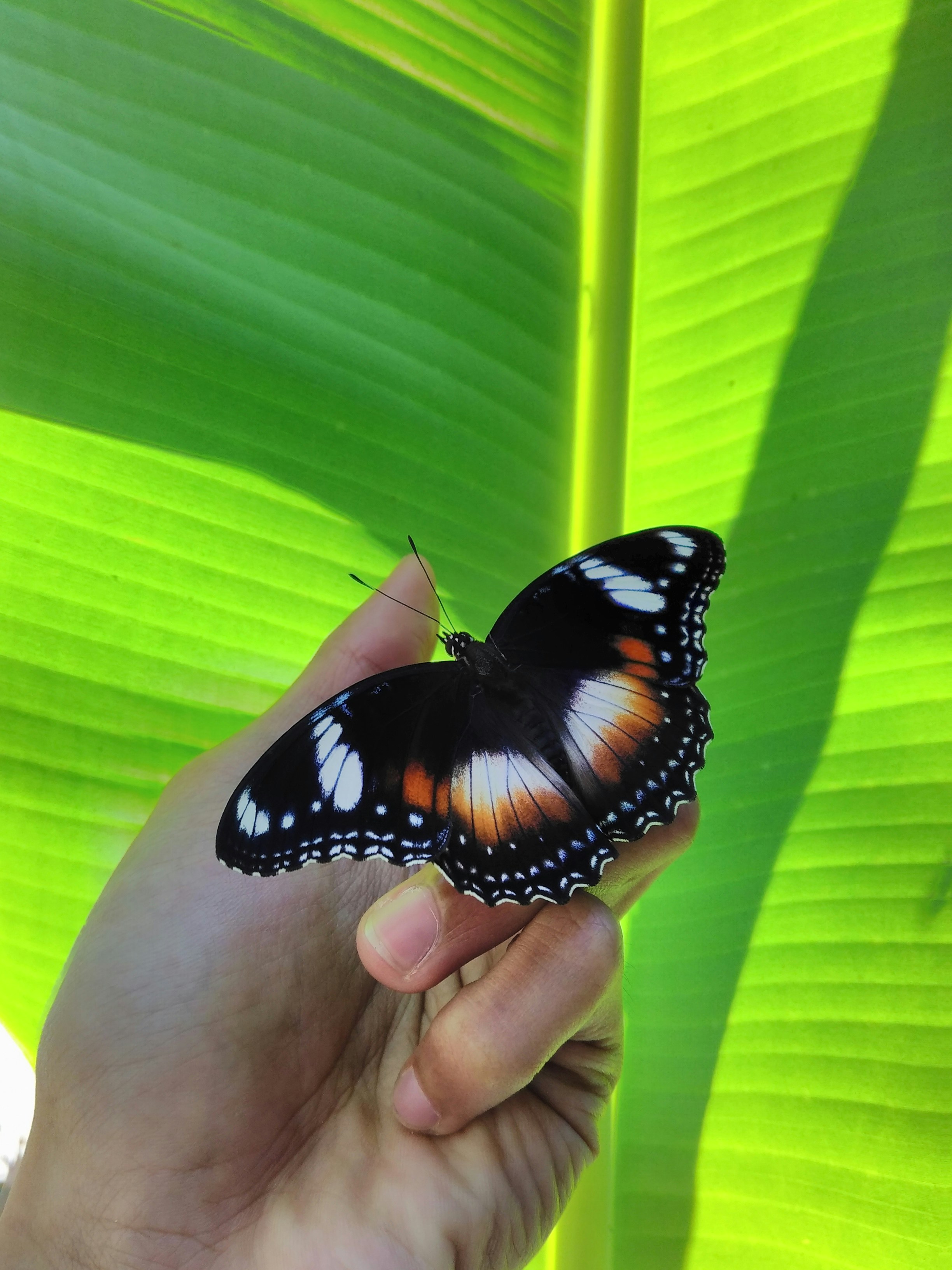 A butterfly that is sitting on a person's hand photo – Free Butterfly ...