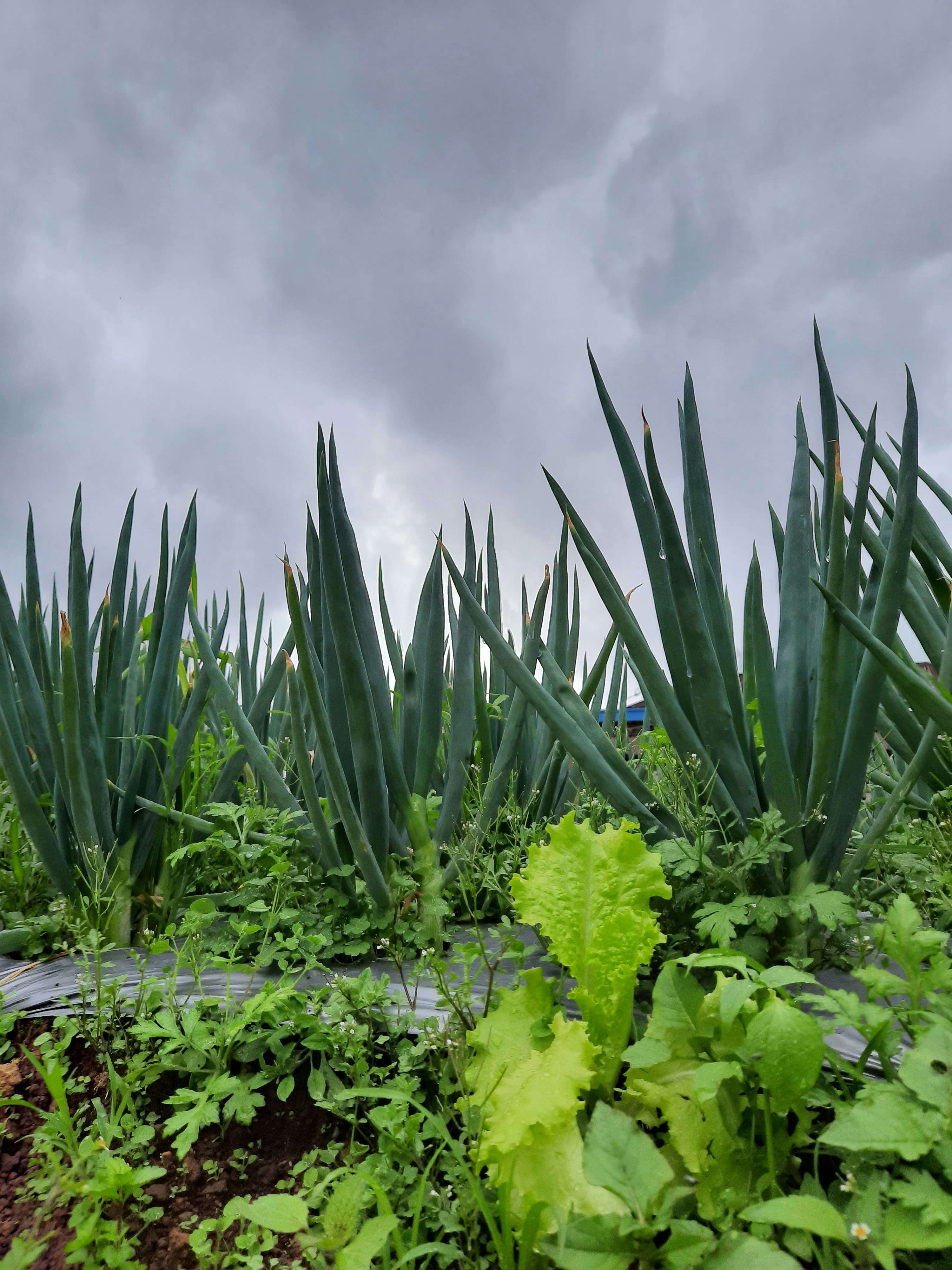 Lush green aloe vera plants stretch towards an overcast sky, showcasing the contrast between nature's vitality and the impending storm.