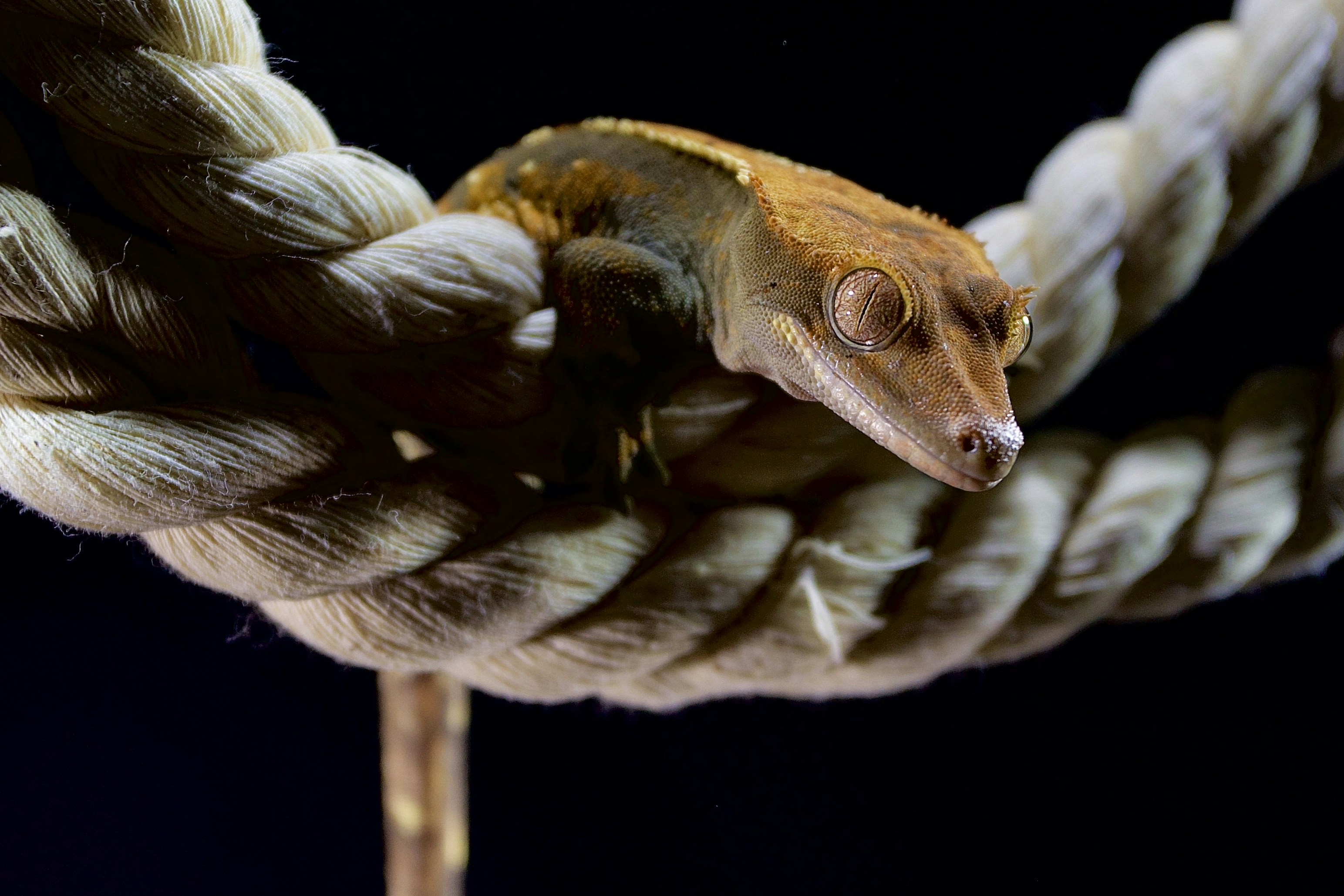 Rope Bridging: A Desert Gecko Clings to a Twisted Tether