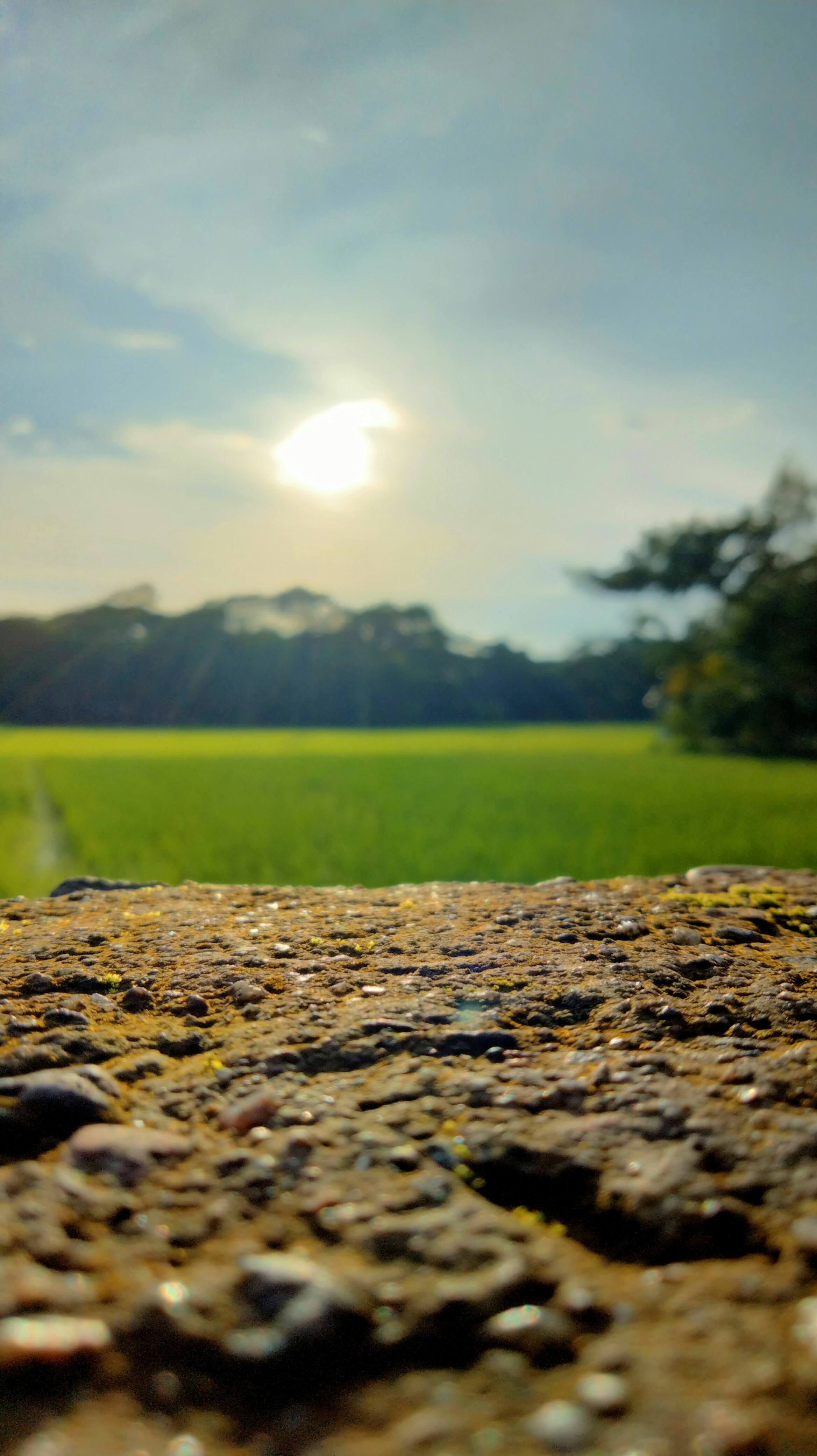 Sun