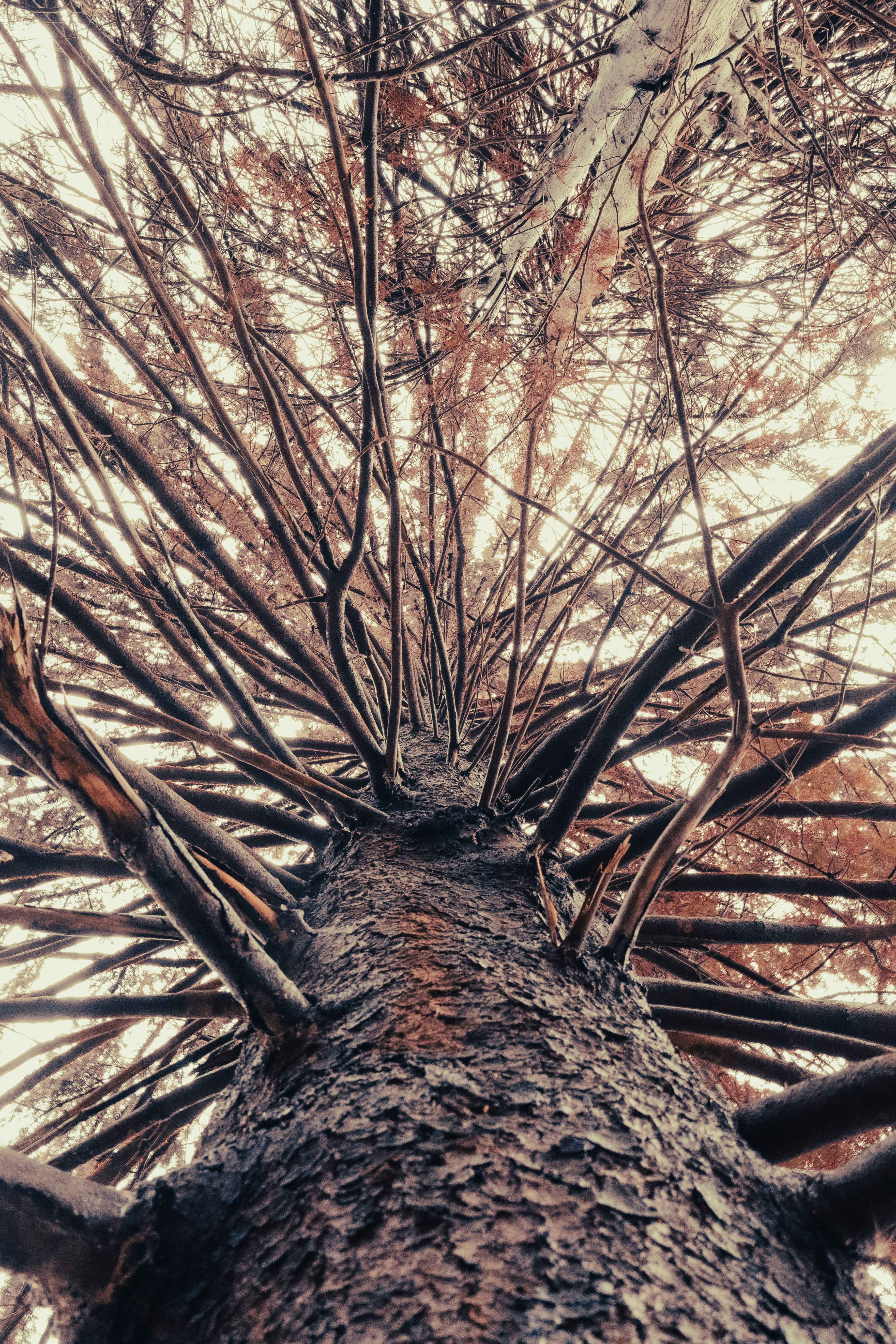 The Old Pine Tree