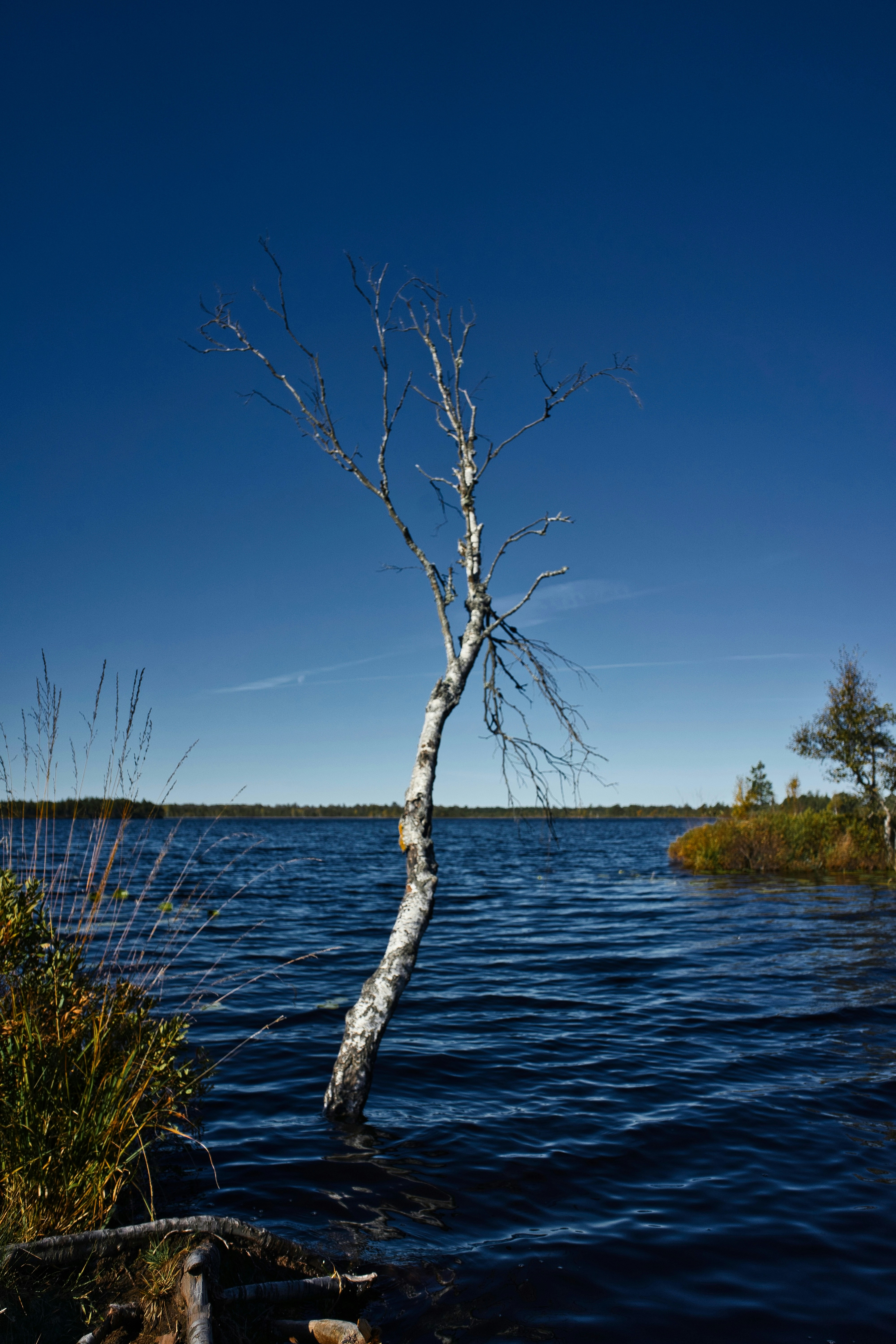 a dead tree in the middle of a lake