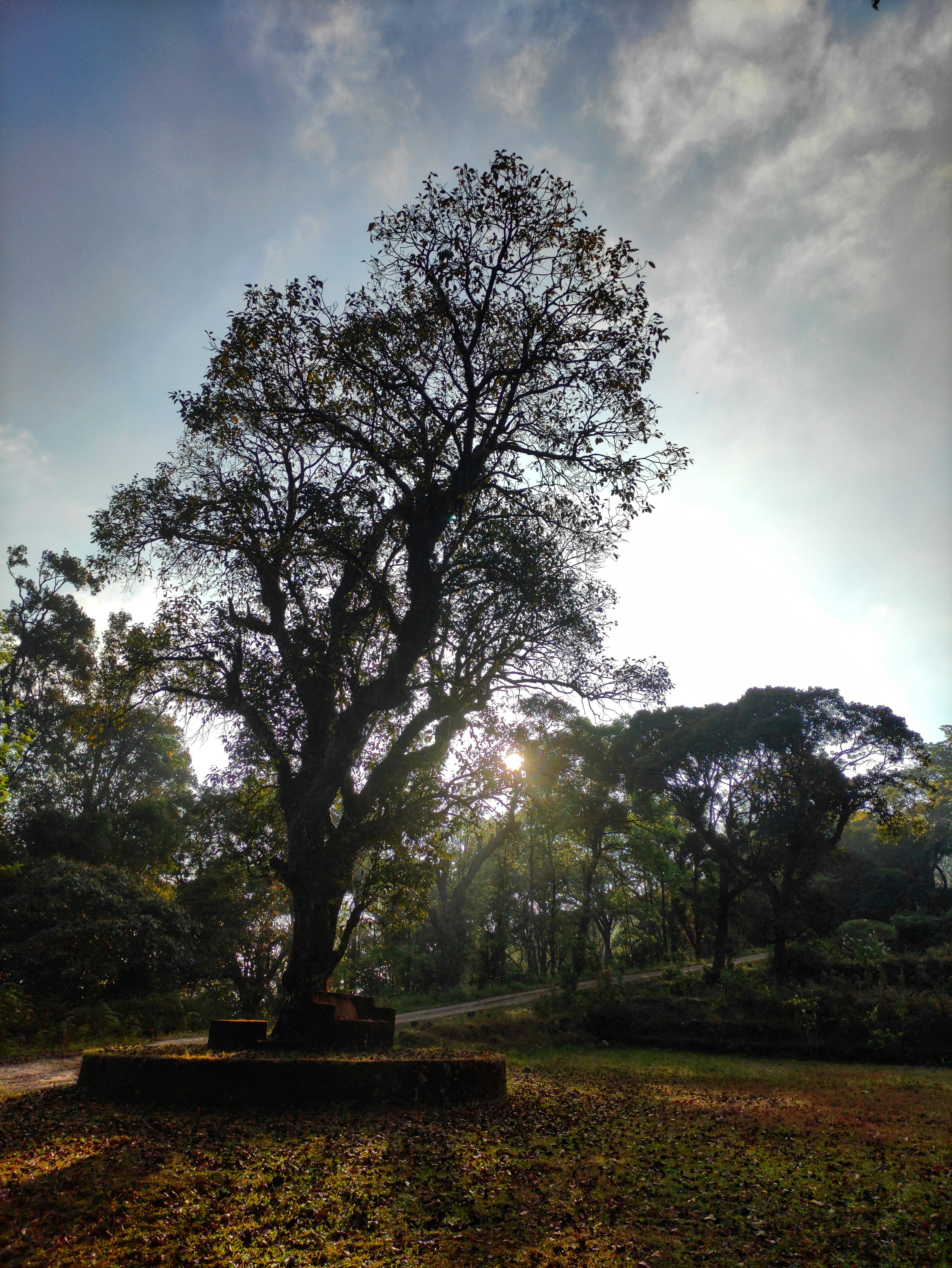 A large tree in the middle of a park photo – Free Karnataka Image on ...