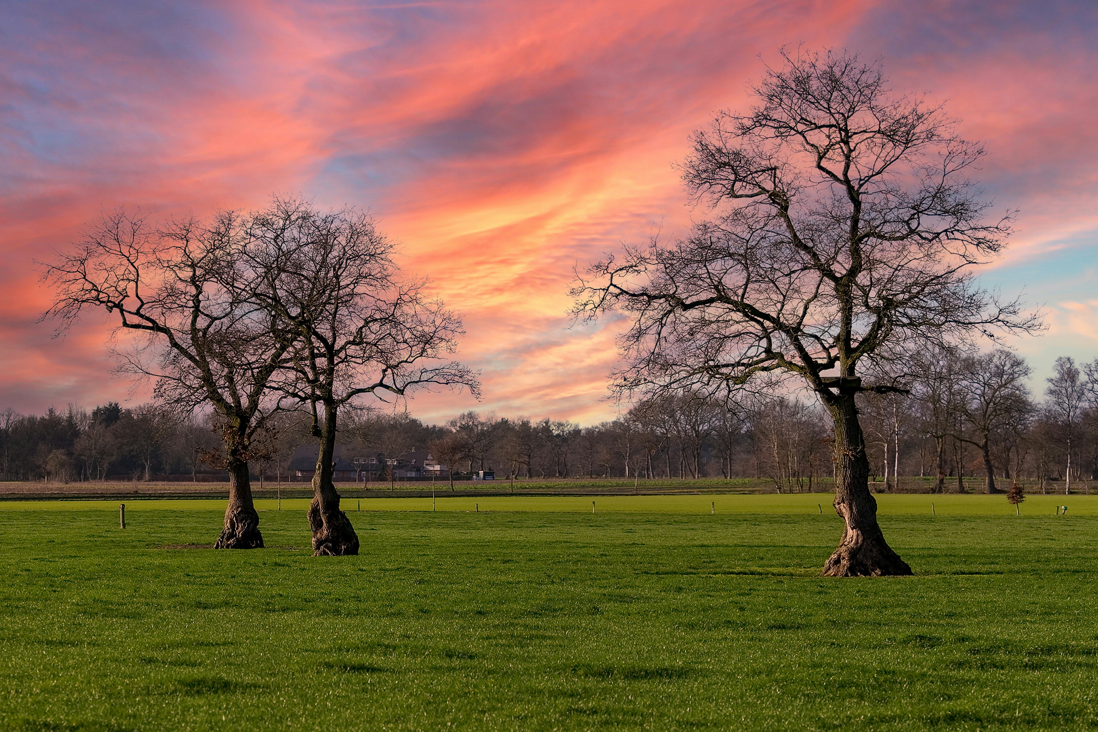 Three trees in a field with a colorful sky in the background photo ...