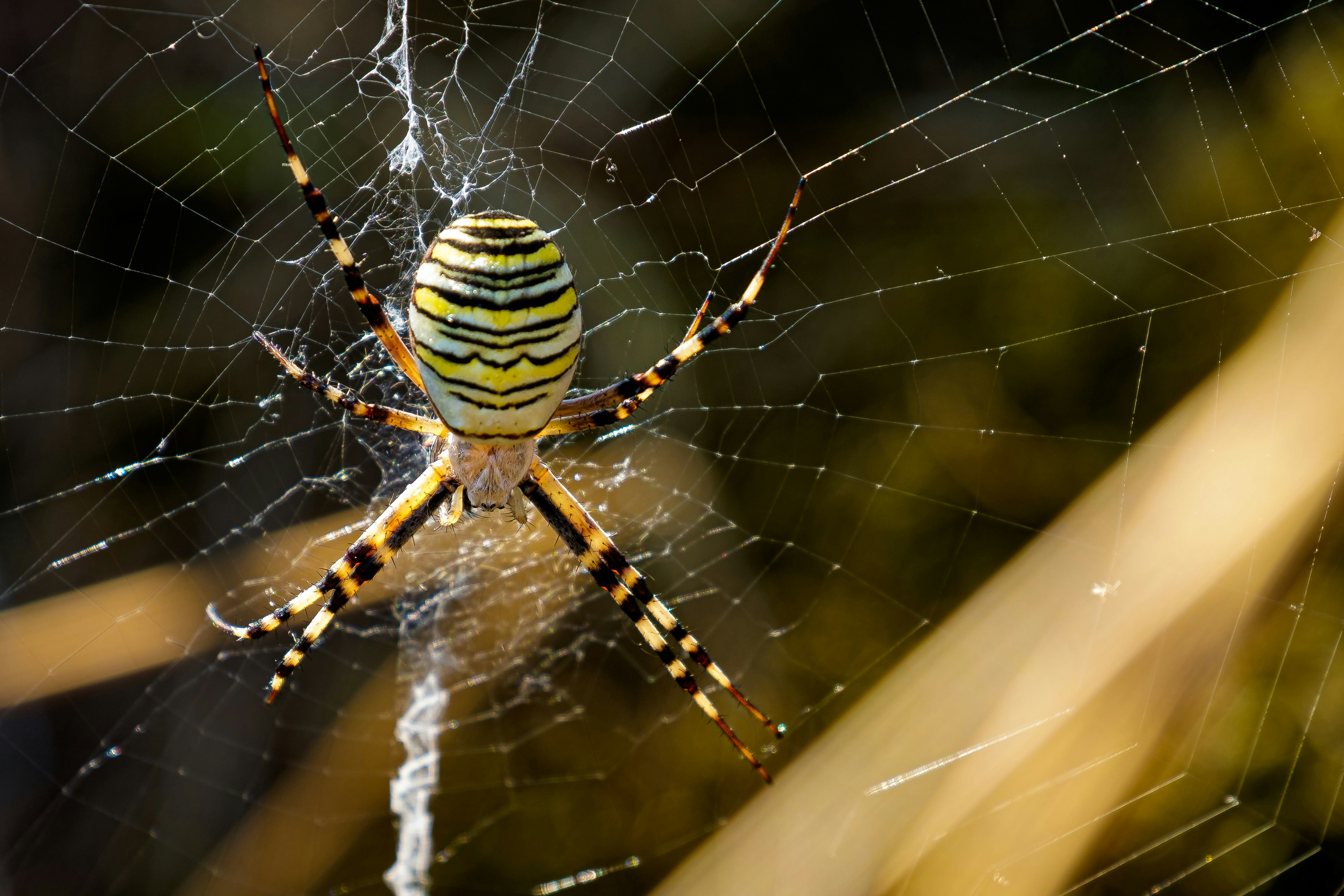 Wasp Spider in a Glimmering Silk Cross