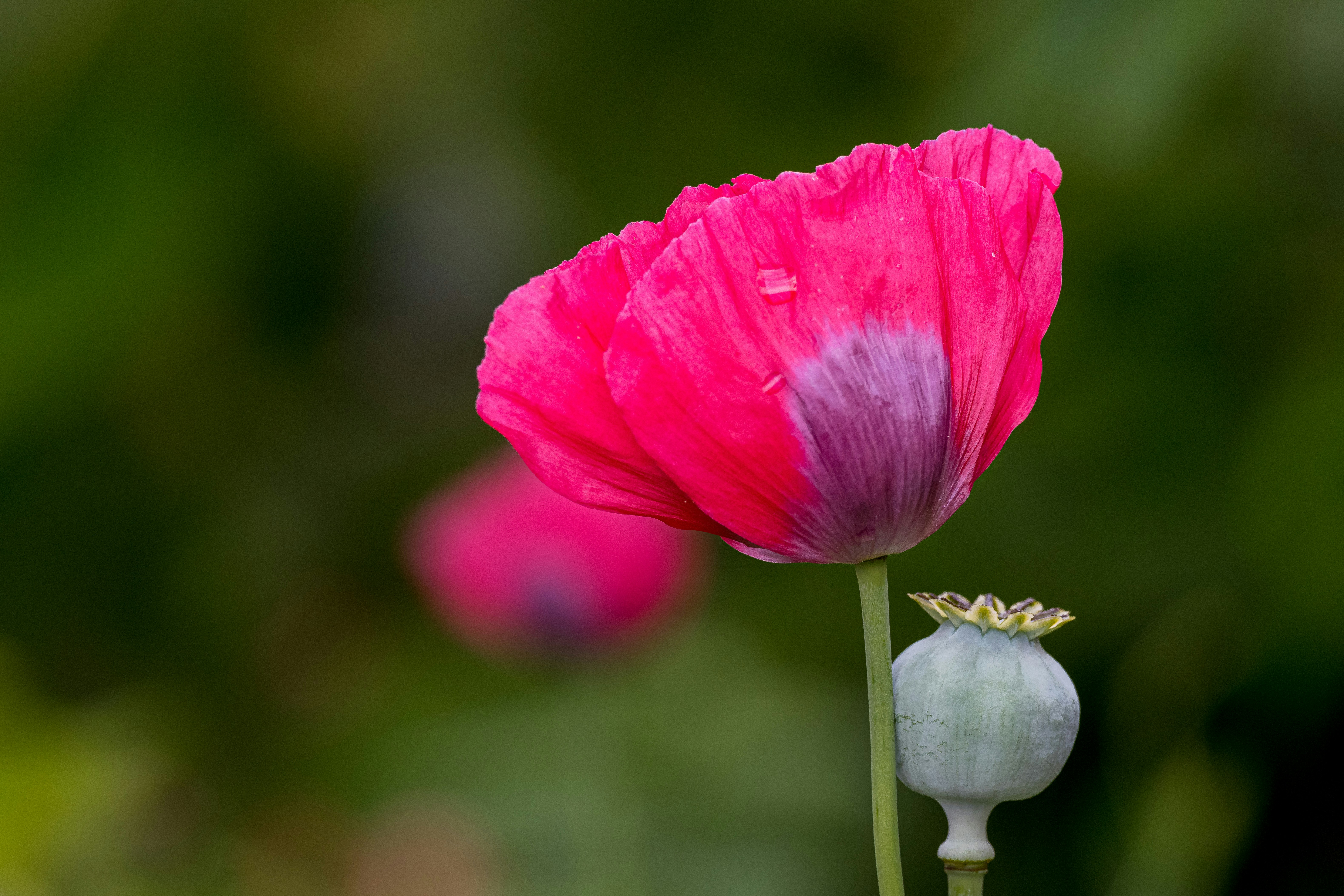 Crimson Poppy Portrait: Silk Petals and Seed Pod Against a Quiet Green Backdrop