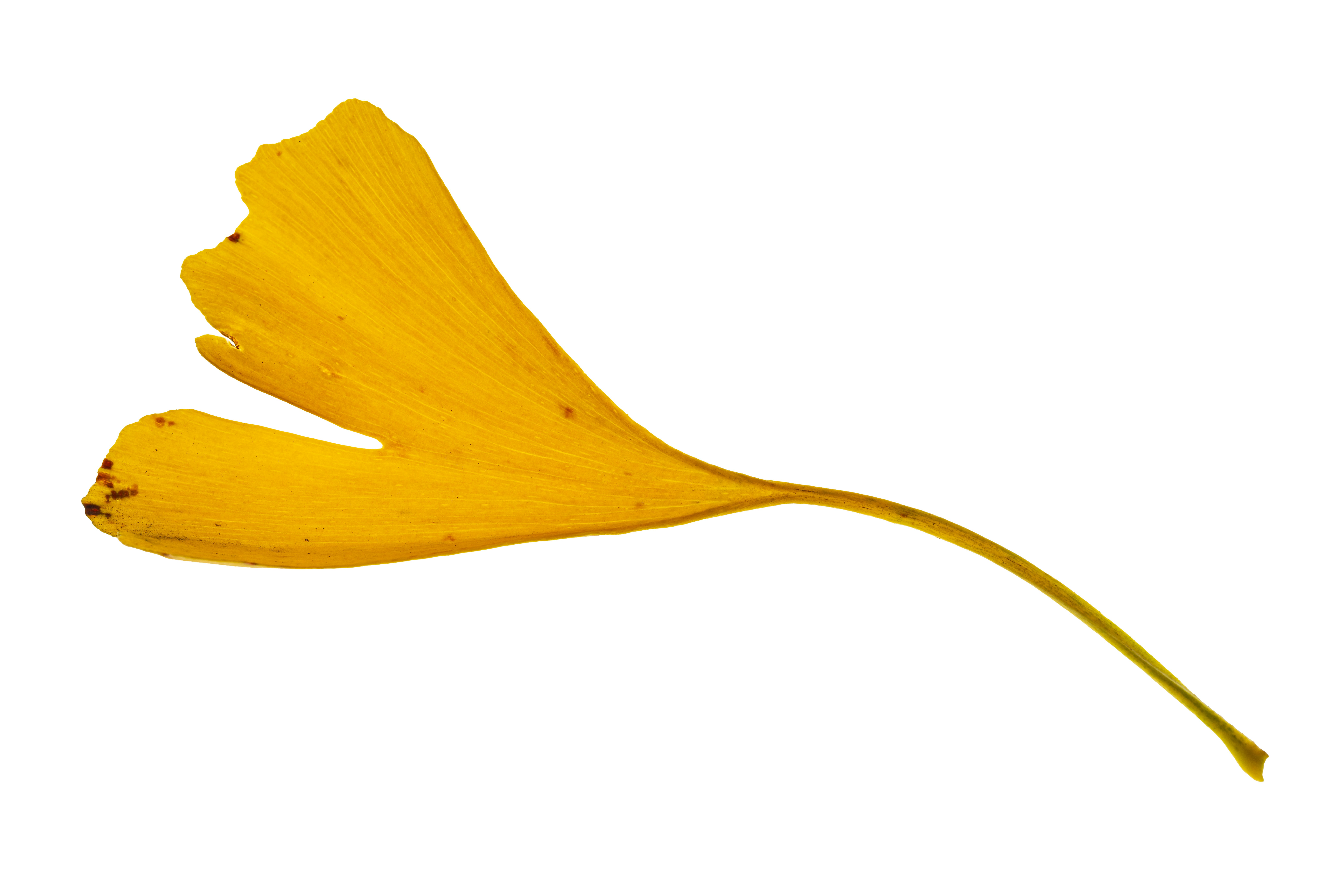 a single yellow flower on a white background
