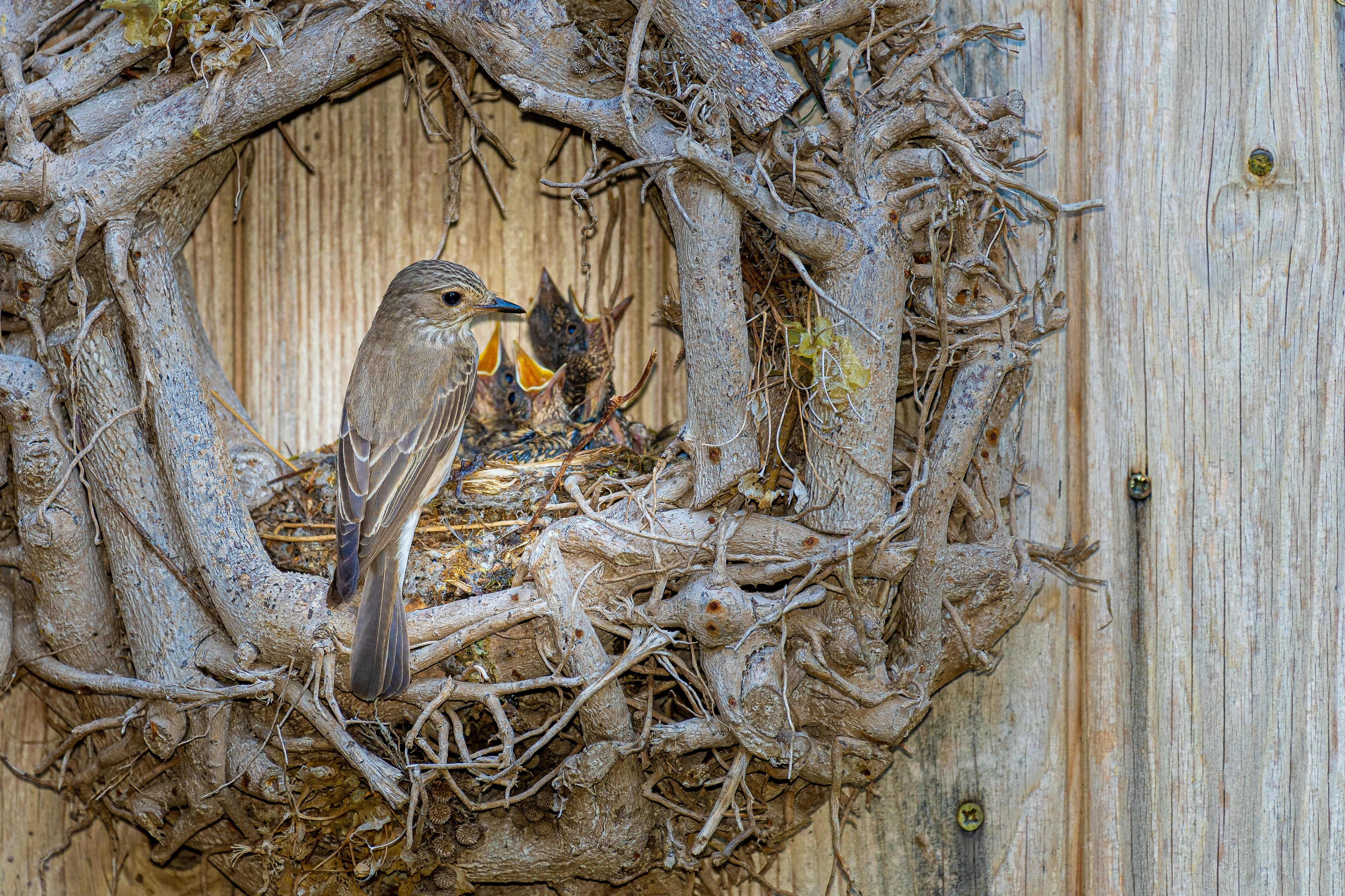 A small bird sits at the edge of a weathered nest made of twigs, with one chick visible inside, set against a rough wooden background. A natural, close-up view highlighting the family in a rustic habitat.