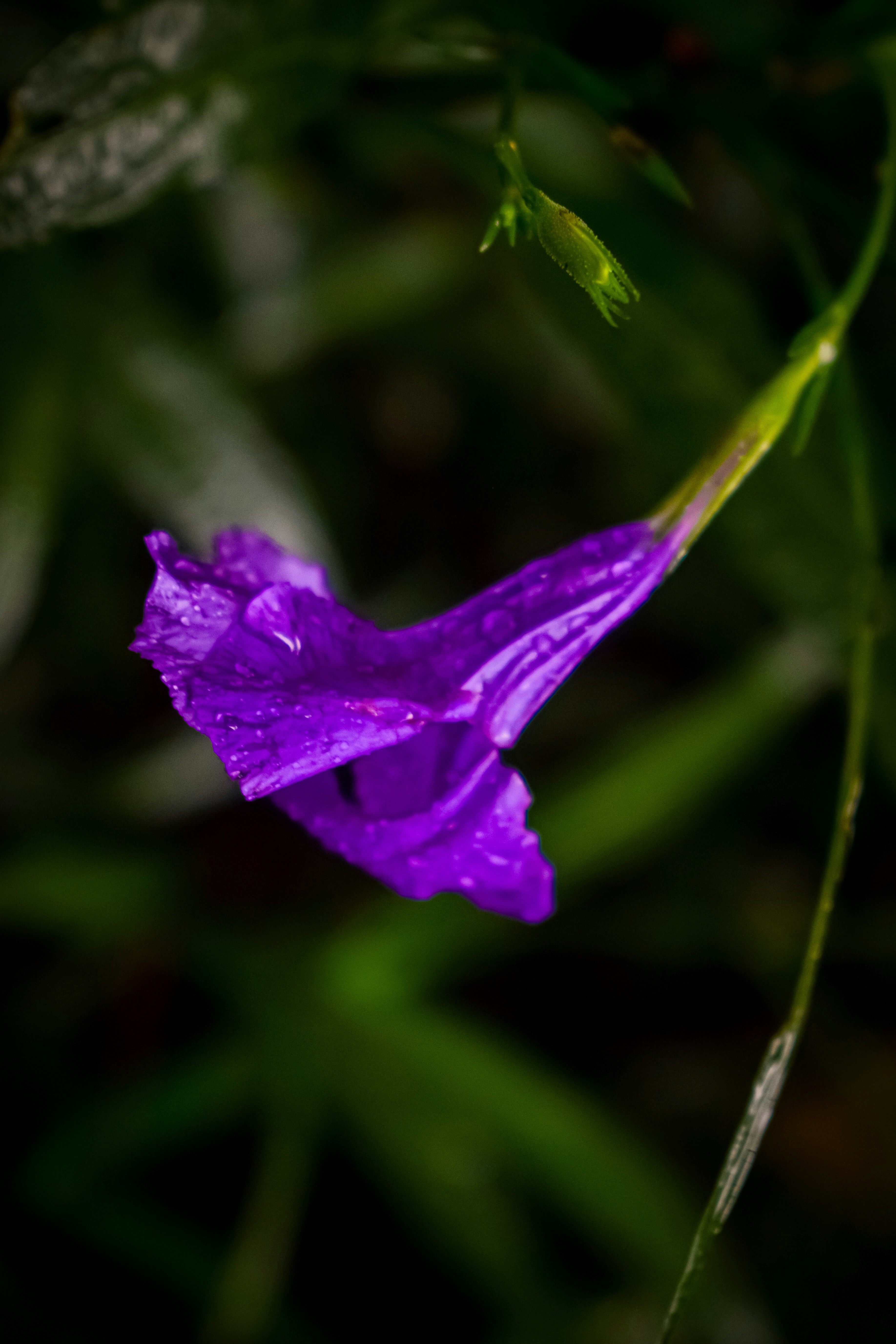 a purple flower with water droplets on it