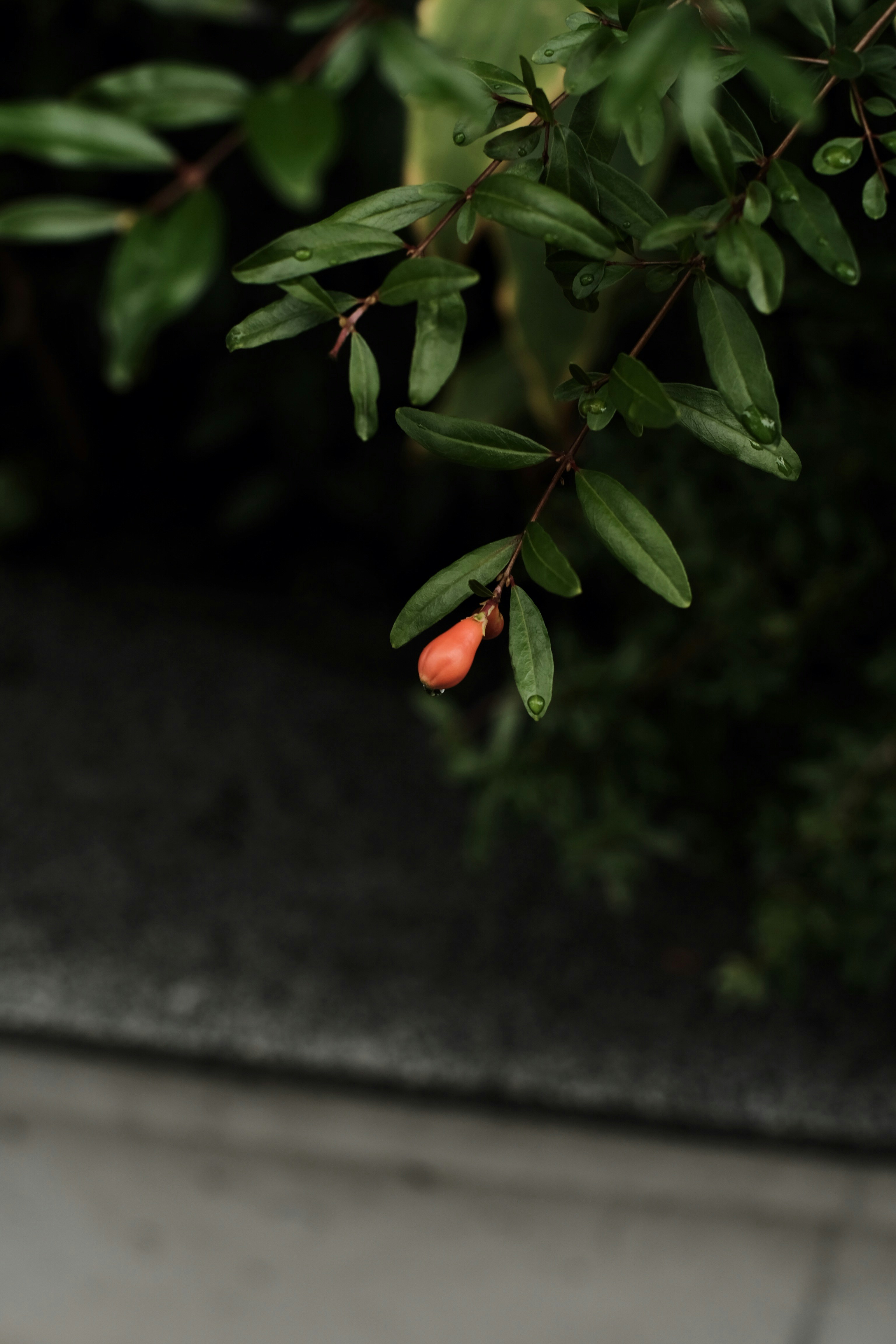 Coral berry pendant in a shadowed hedge