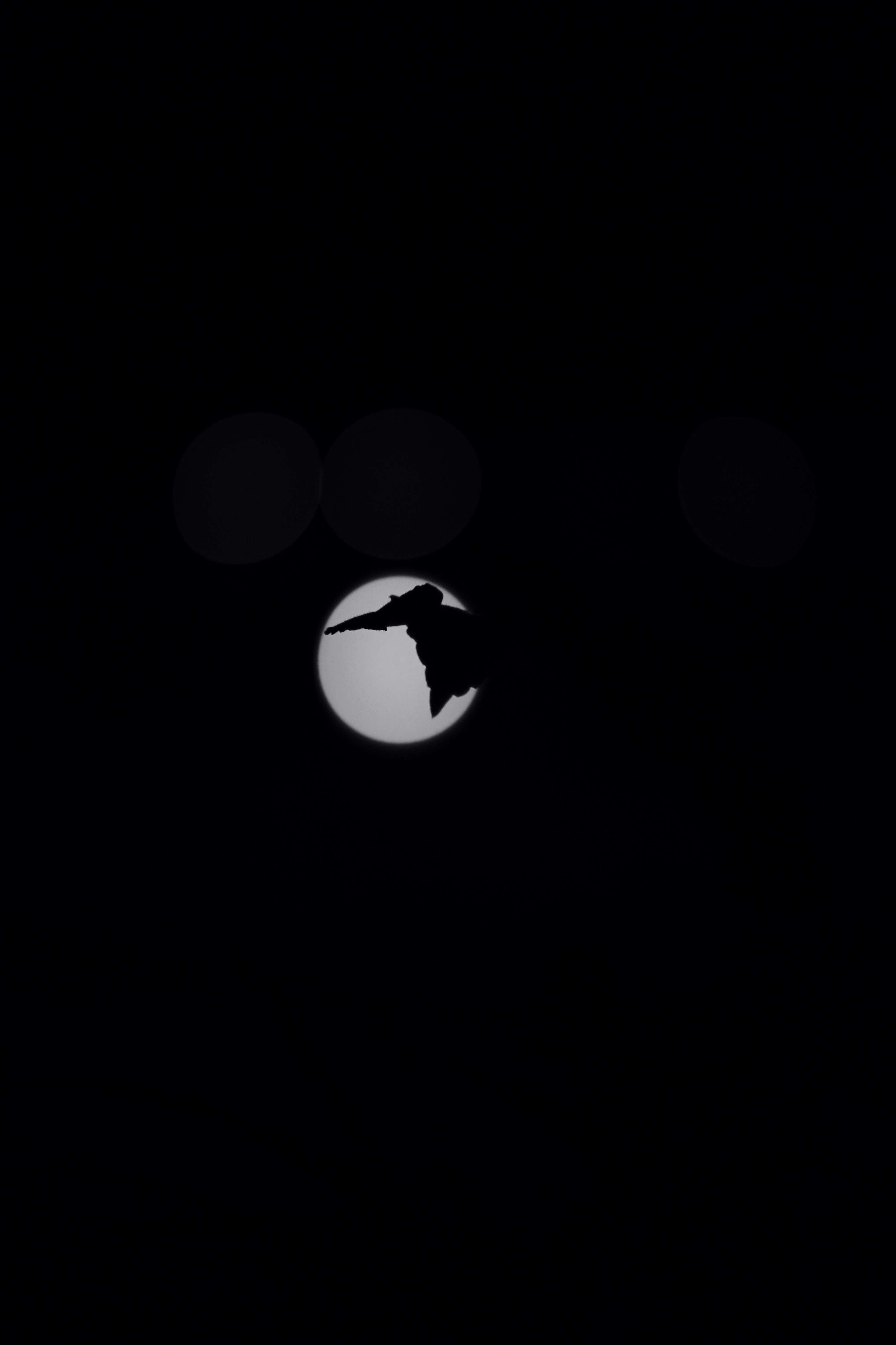 a black and white photo of a bird flying in the sky