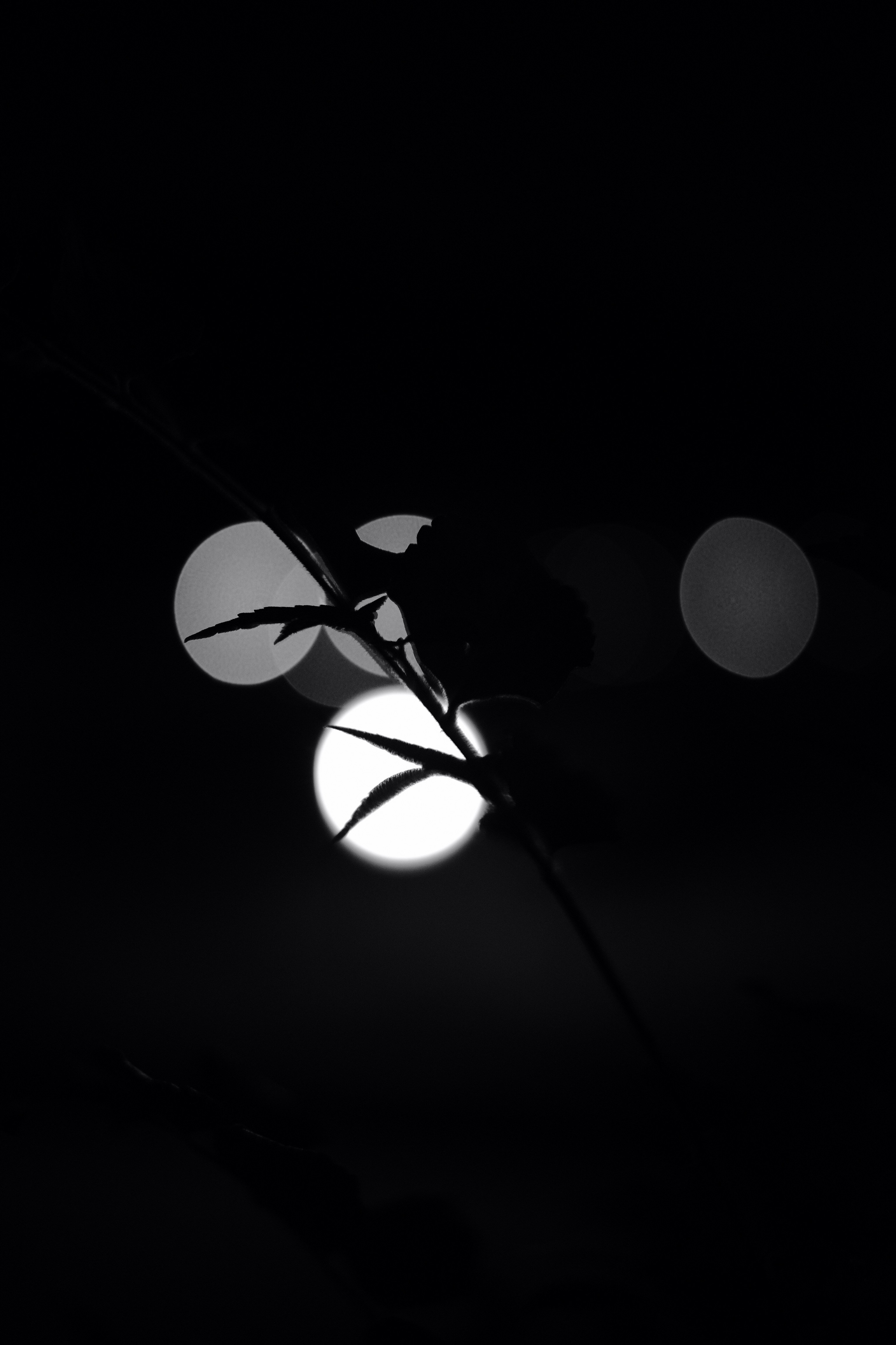 Moonlit Quiet: A Delicate Lattice of Night