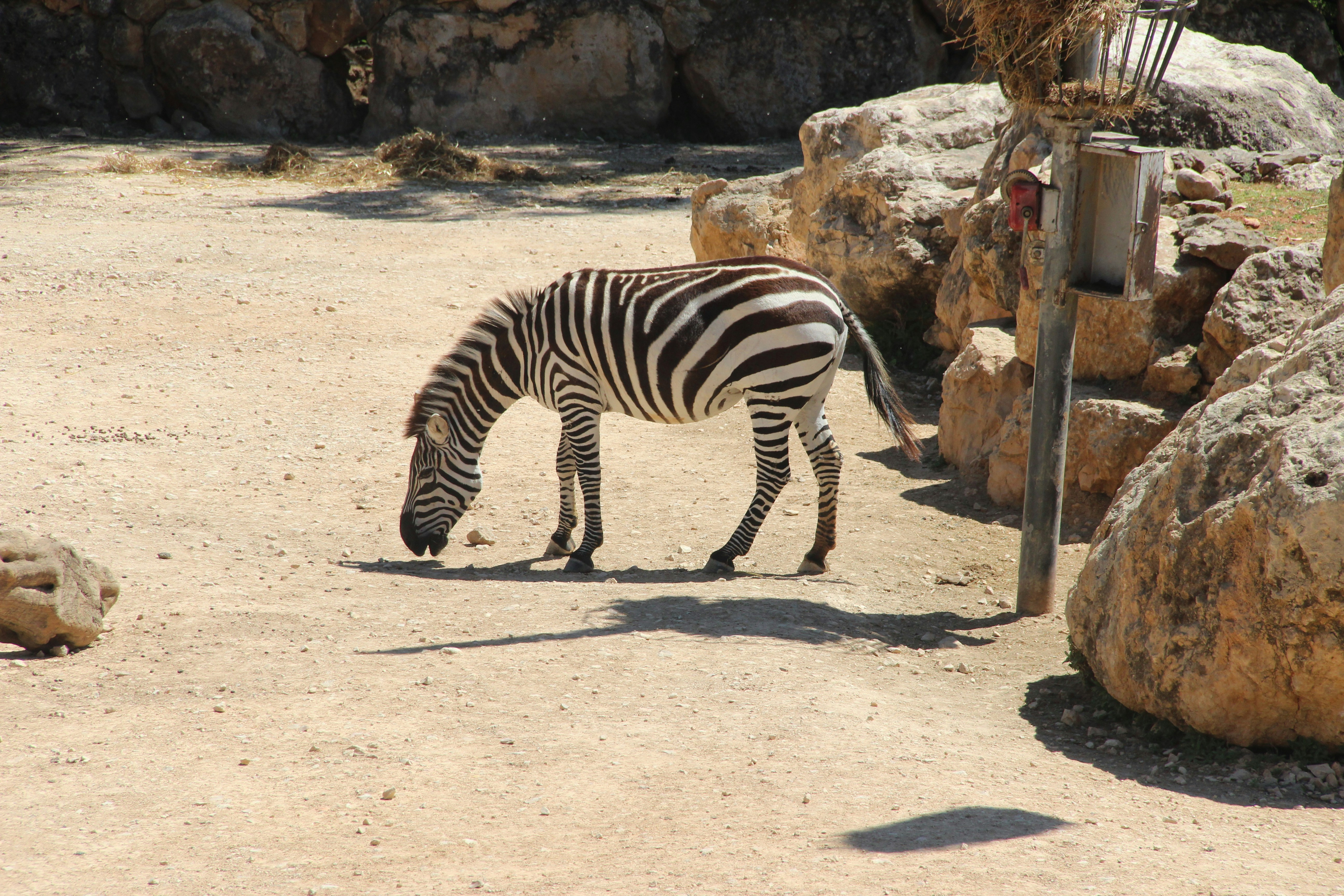 Grazing in the Sun: Zebra Between Stones