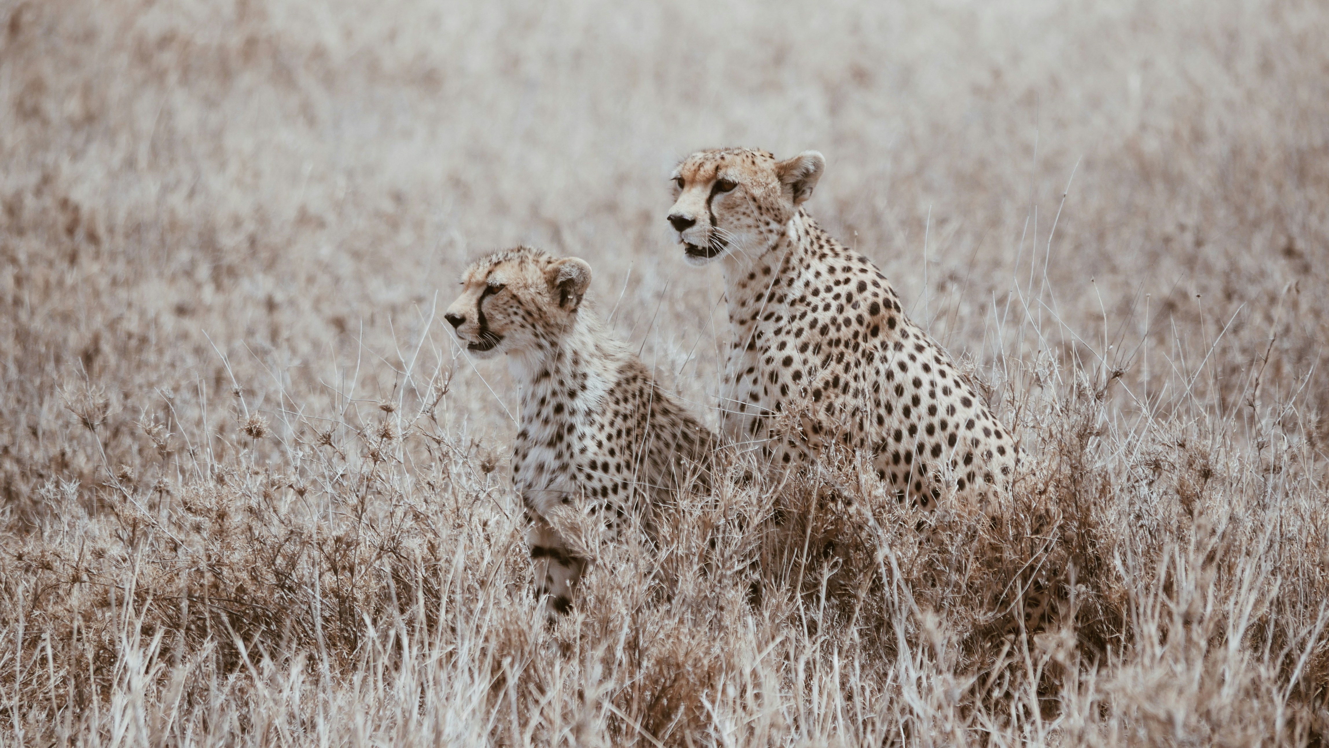 Two cheetahs crouch in tall, dry grass, scanning the horizon with alert, relaxed postures. This nature photograph emphasizes stealth and social dynamics in a savanna setting.