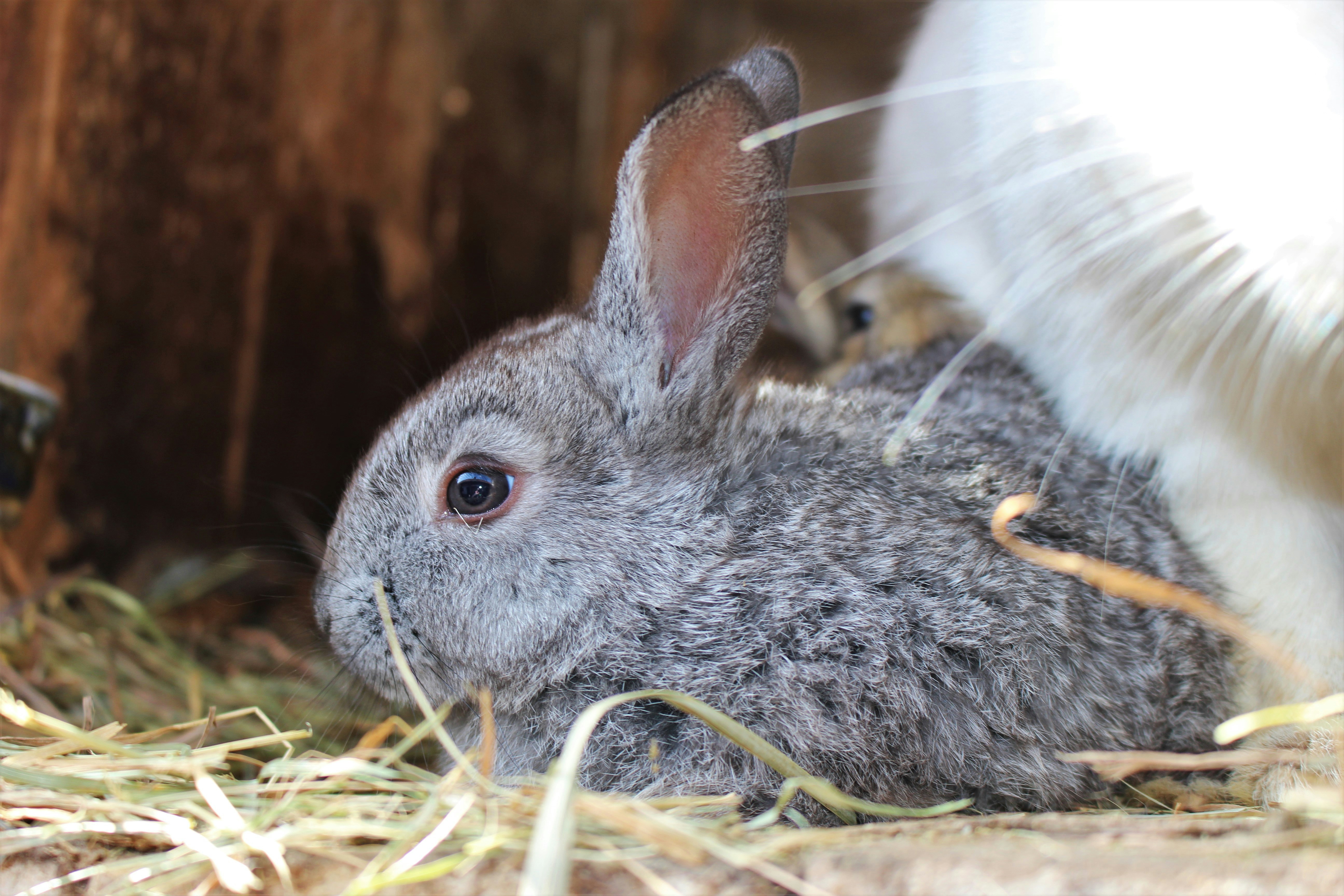 A rabbit is laying down in the hay photo – Free Hare Image on Unsplash