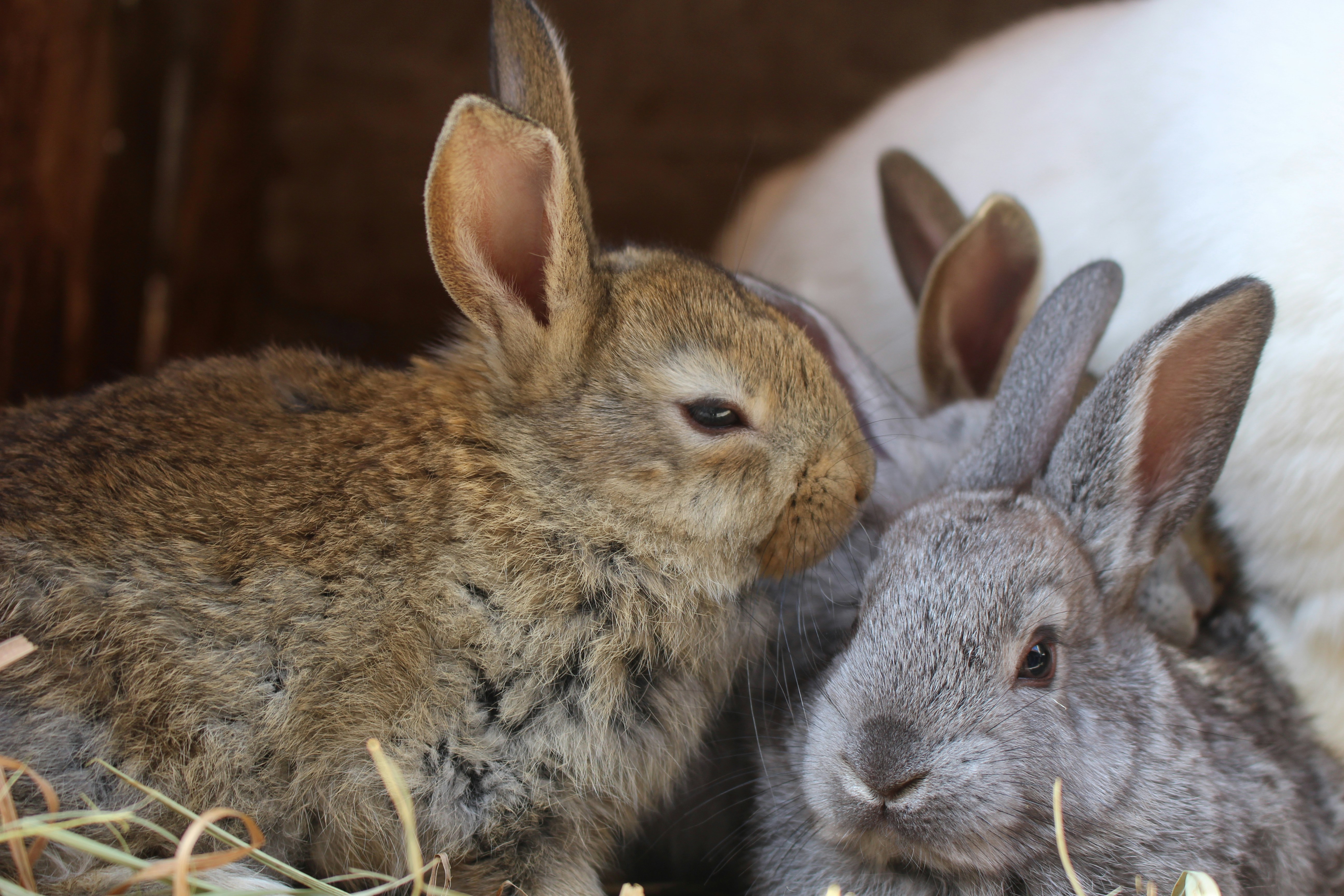 Un couple de lapins assis l’un à côté de l’autre photo – Photo Animal ...