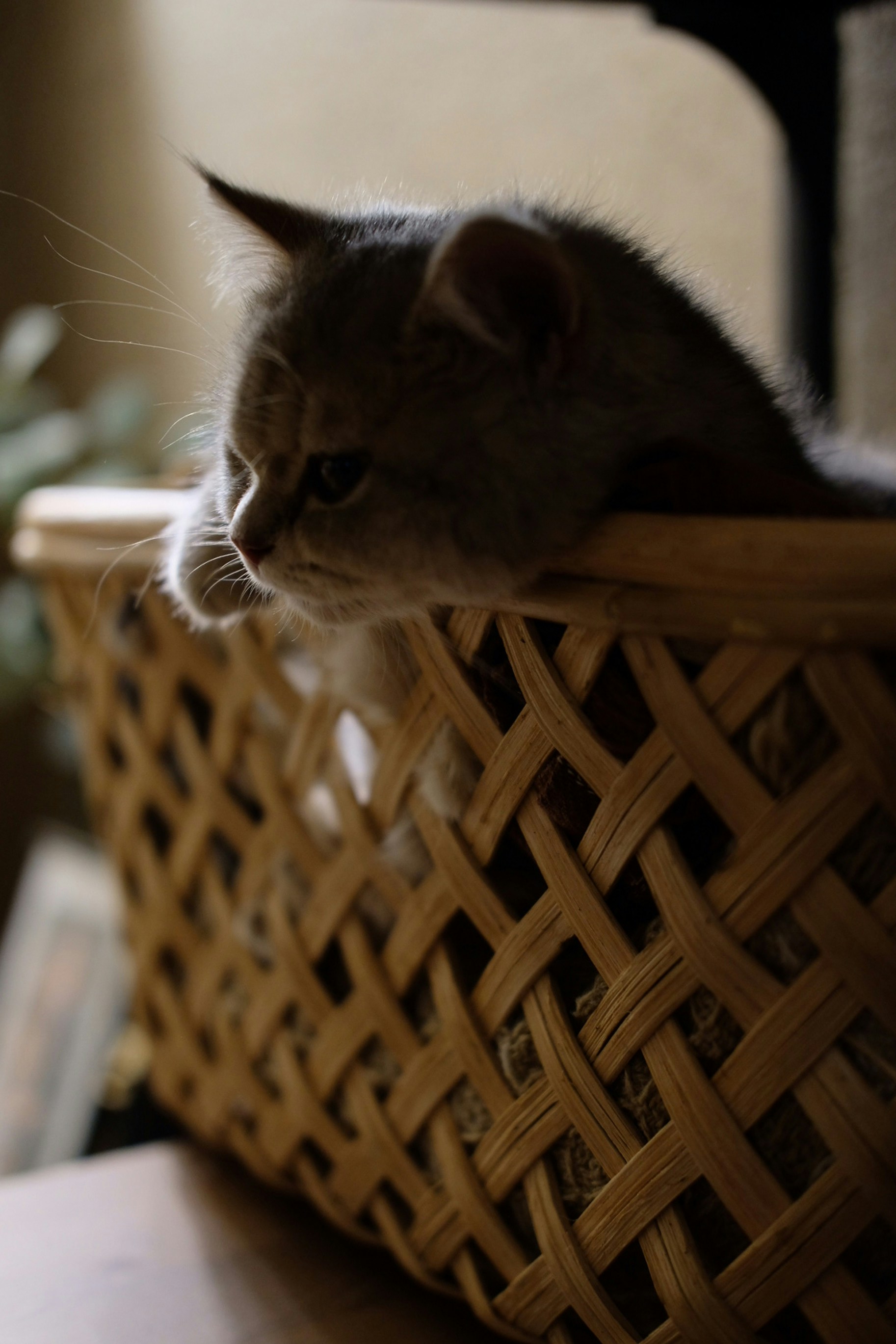 A cat resting with its head lazily draped over the edge of a woven basket, bathed in soft, natural light.
