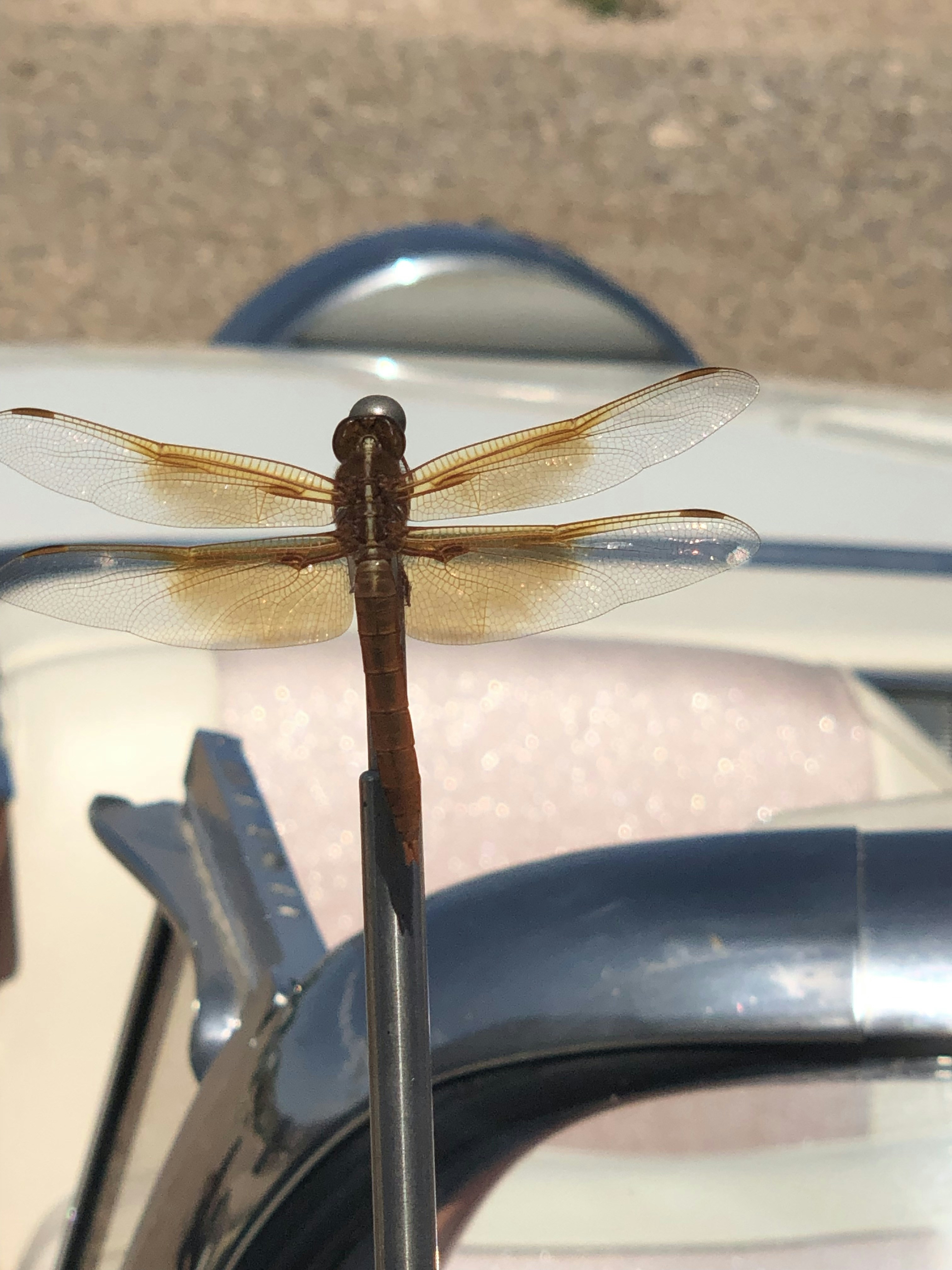 a close up of a dragonfly on a car