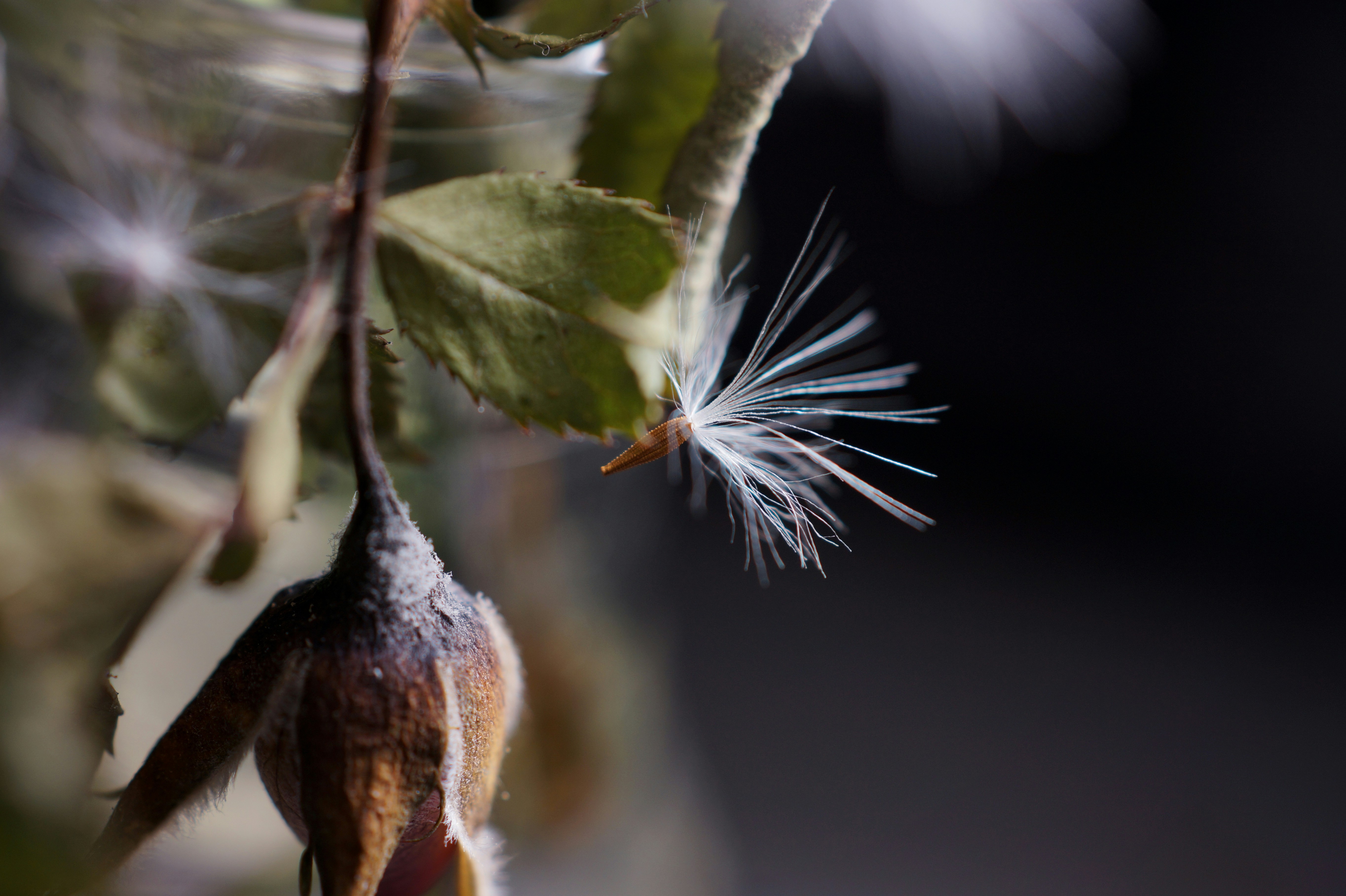 Dandelion seeds with dried leaves
