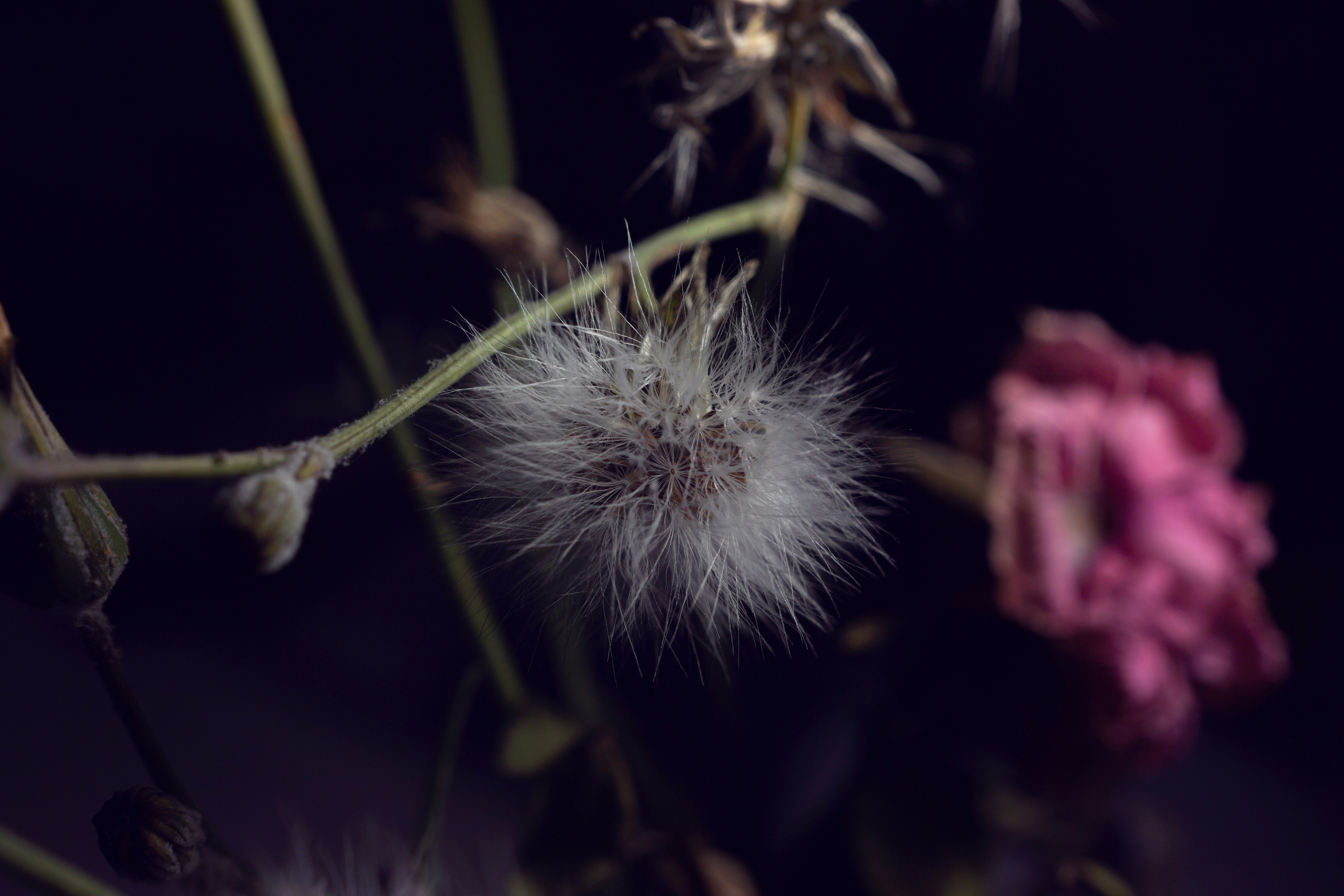 Dandelion seeds with dried leaves