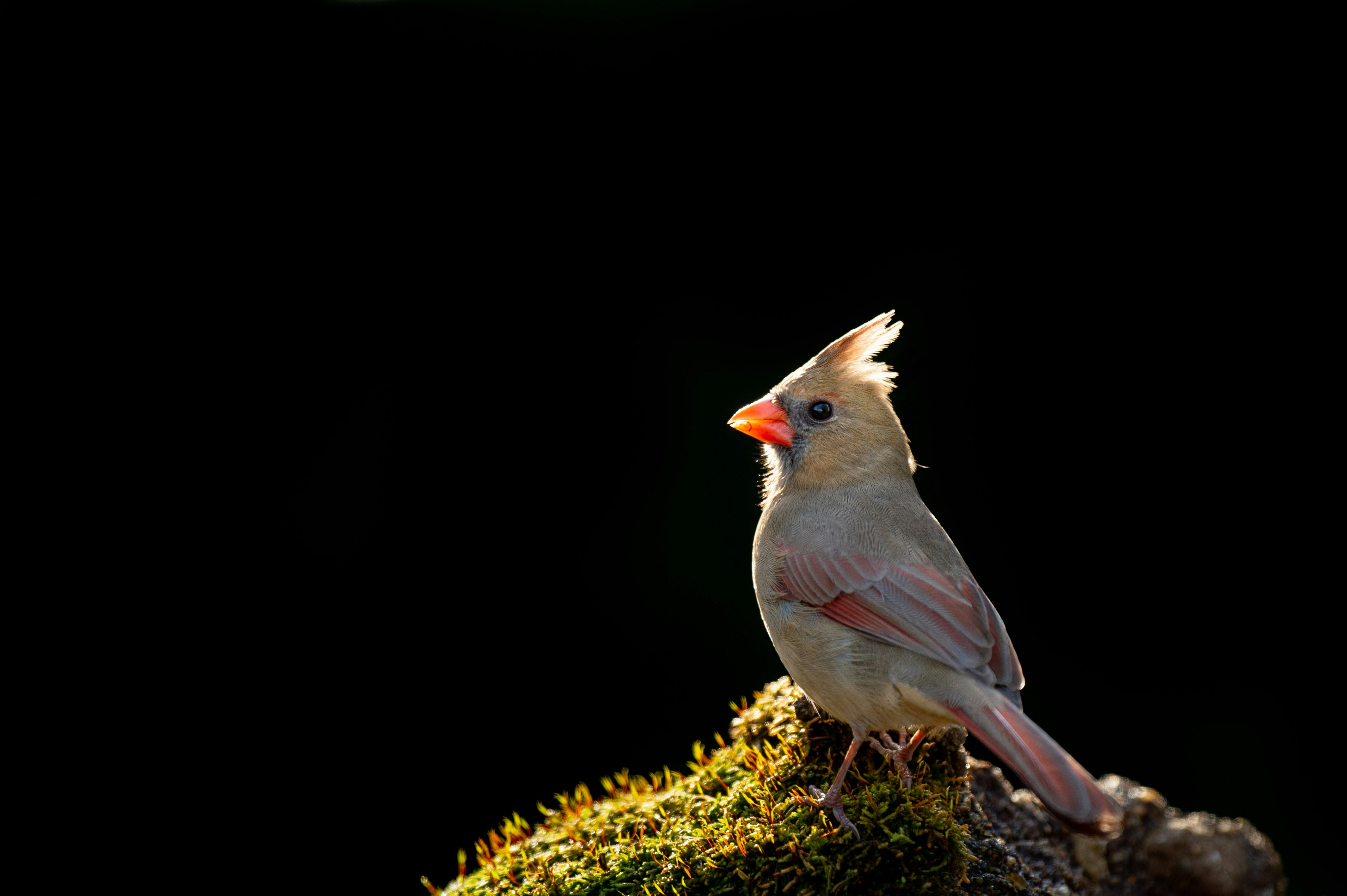 A female Northern Cardinal in the glowing sun on a mossy perch with a black background. 