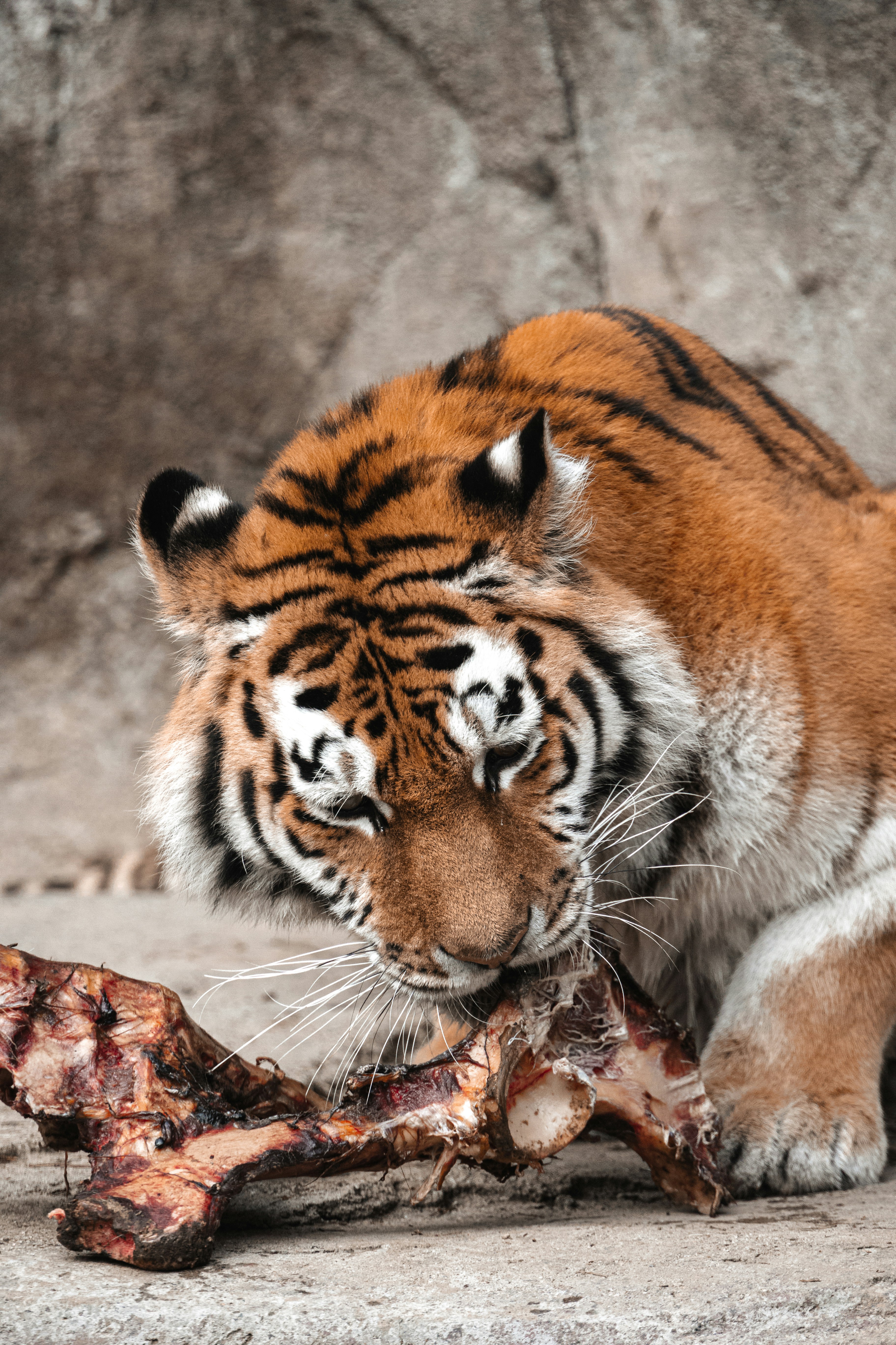 Tiger Eating Meat