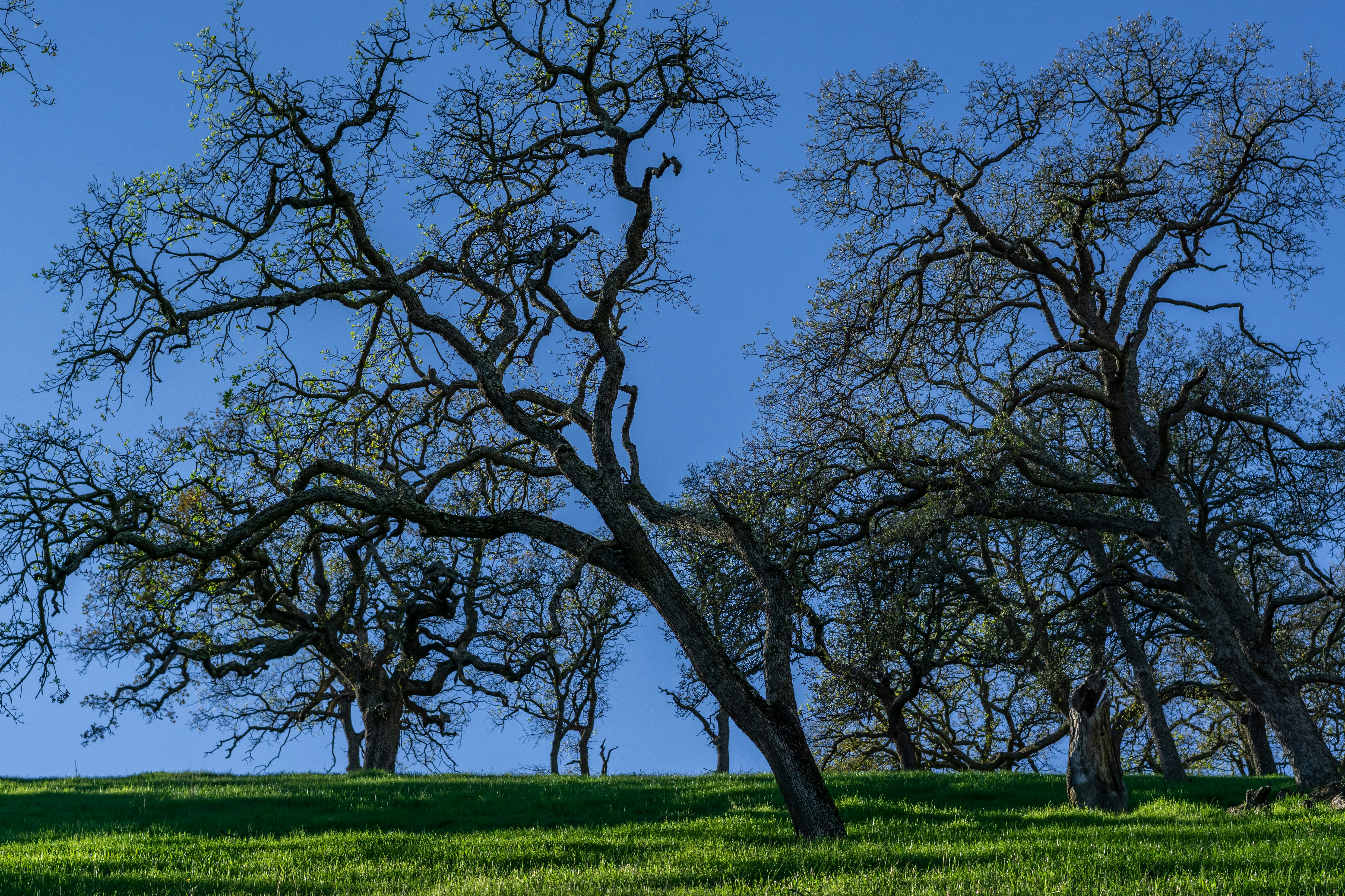 Gnarled oak trees stretch their limbs against a clear blue sky, highlighting the contrast between the vibrant green grass and the intricate bark patterns.
