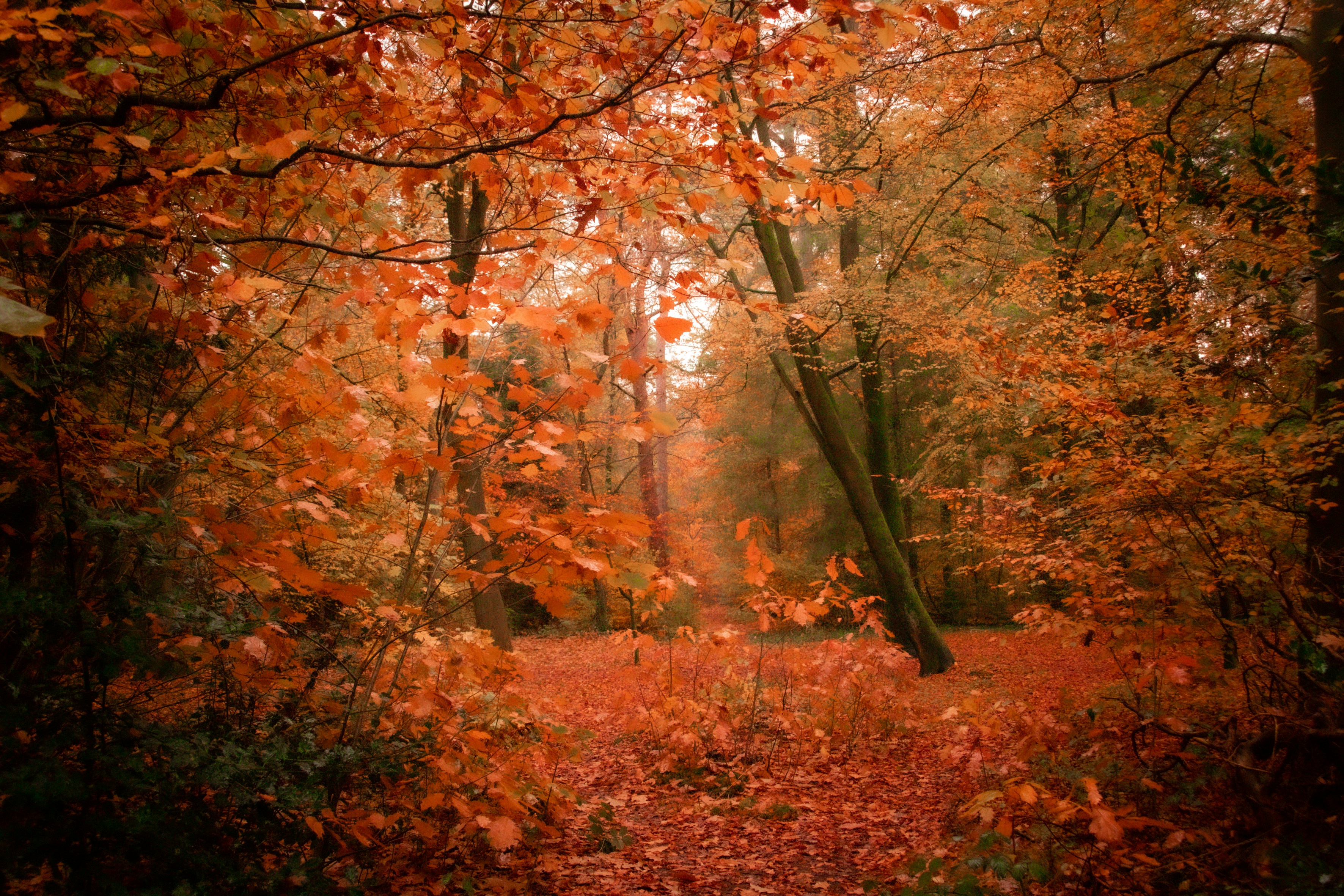 Forest scene with vibrant orange and red autumn leaves carpeting the ground and enveloping the trees.
