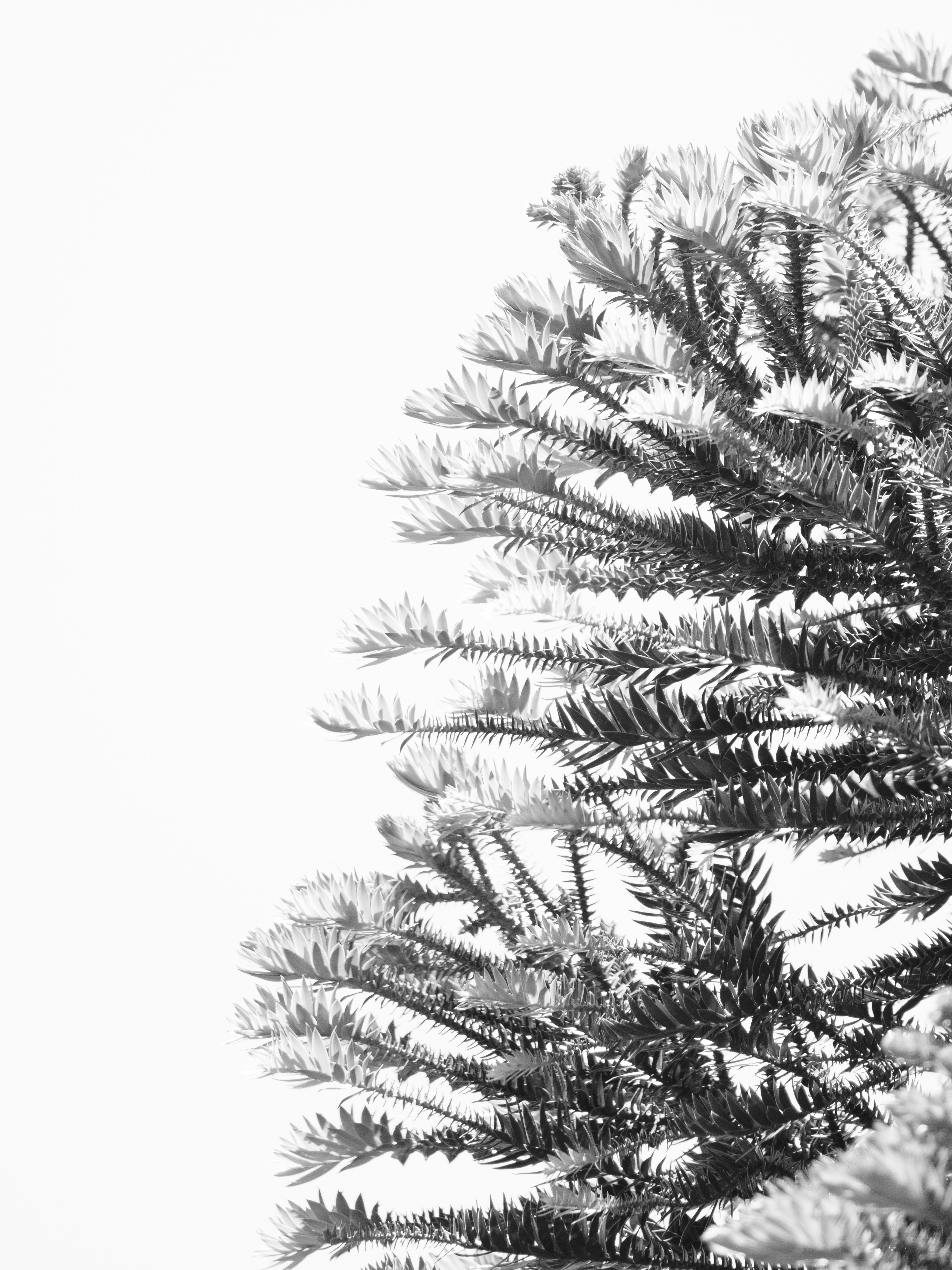 Whispers of Nature: A Monochrome Fern Study