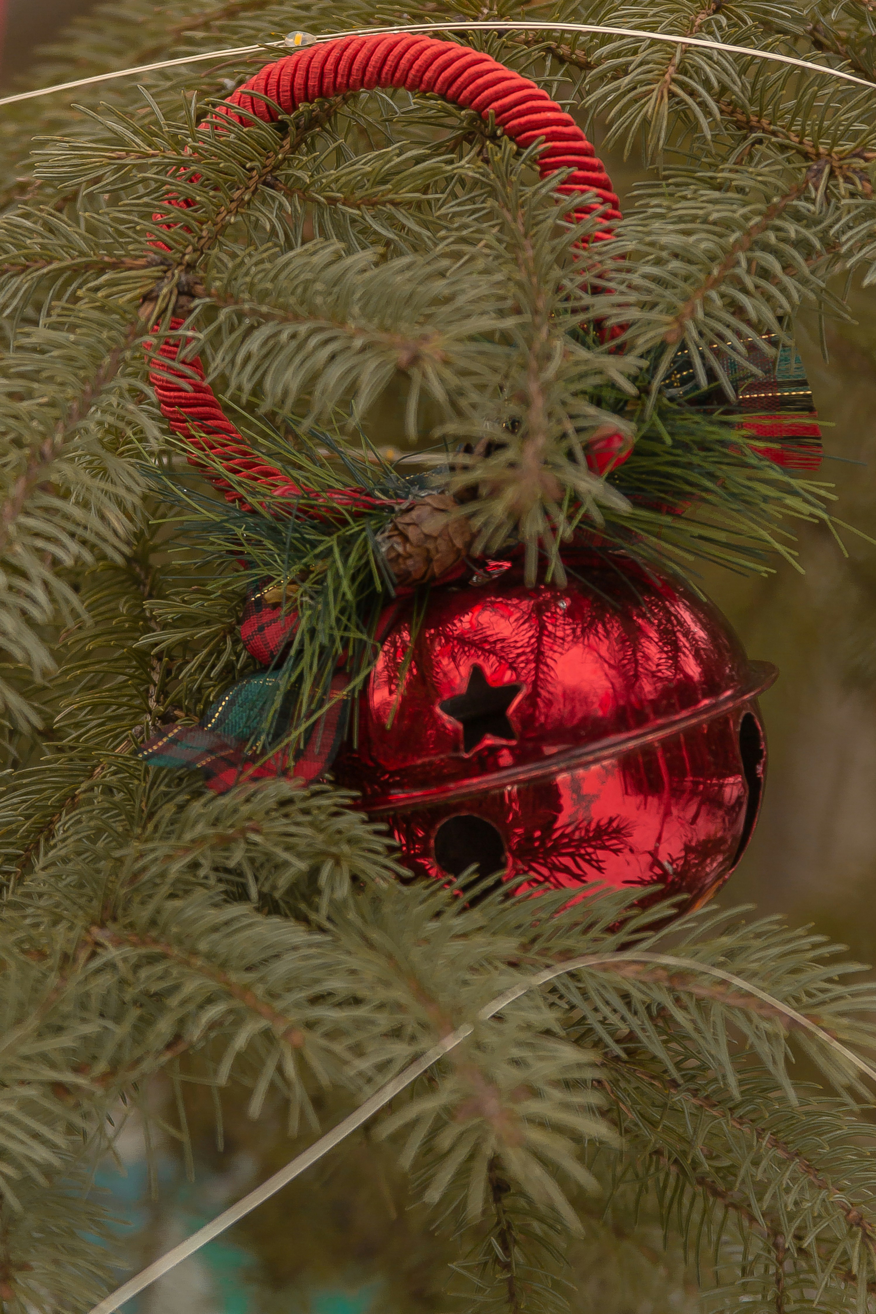 Crimson Jingle Bell Nestled in Pine Fronds