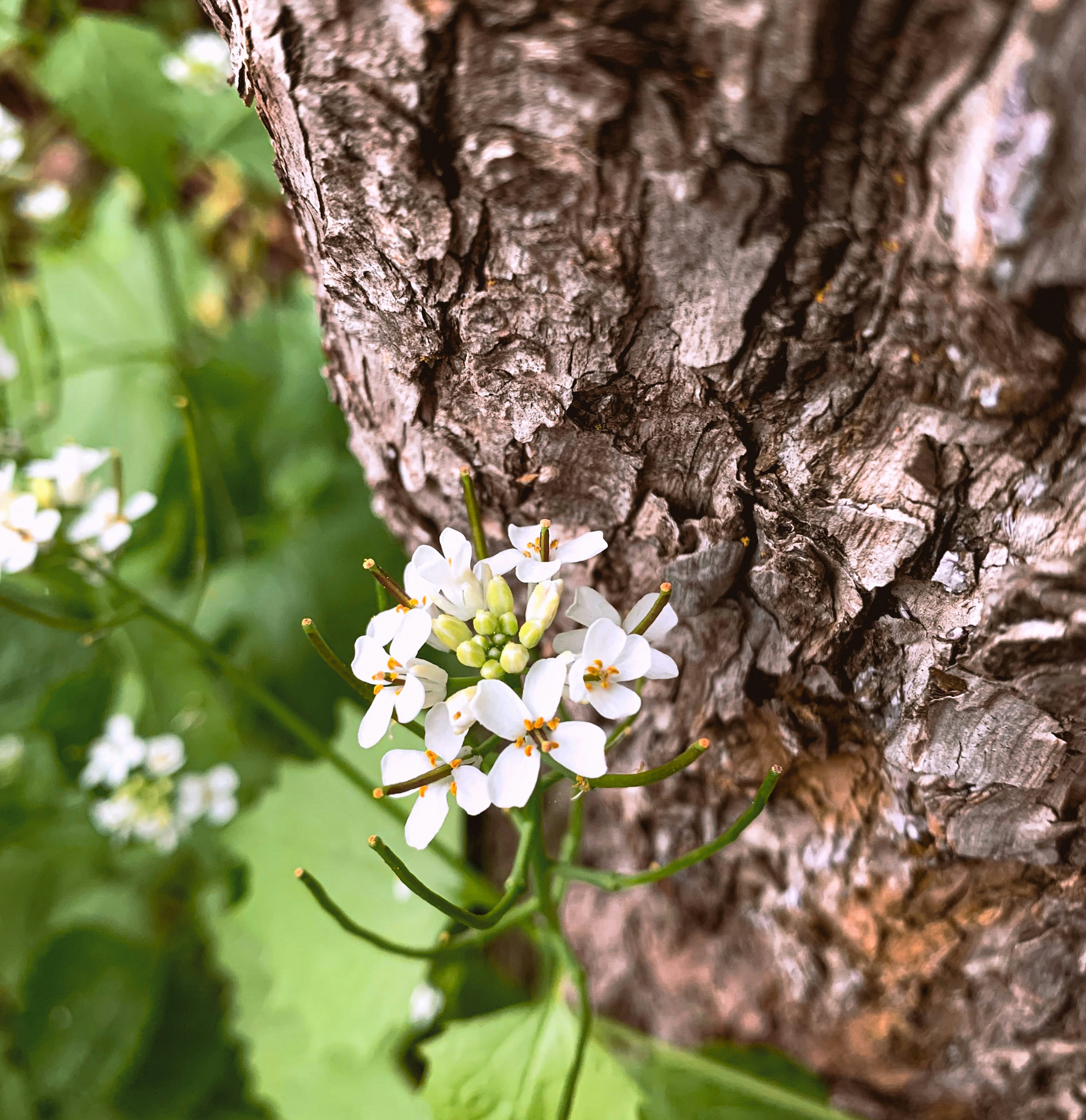 White Blooms Clinging to Weathered Bark