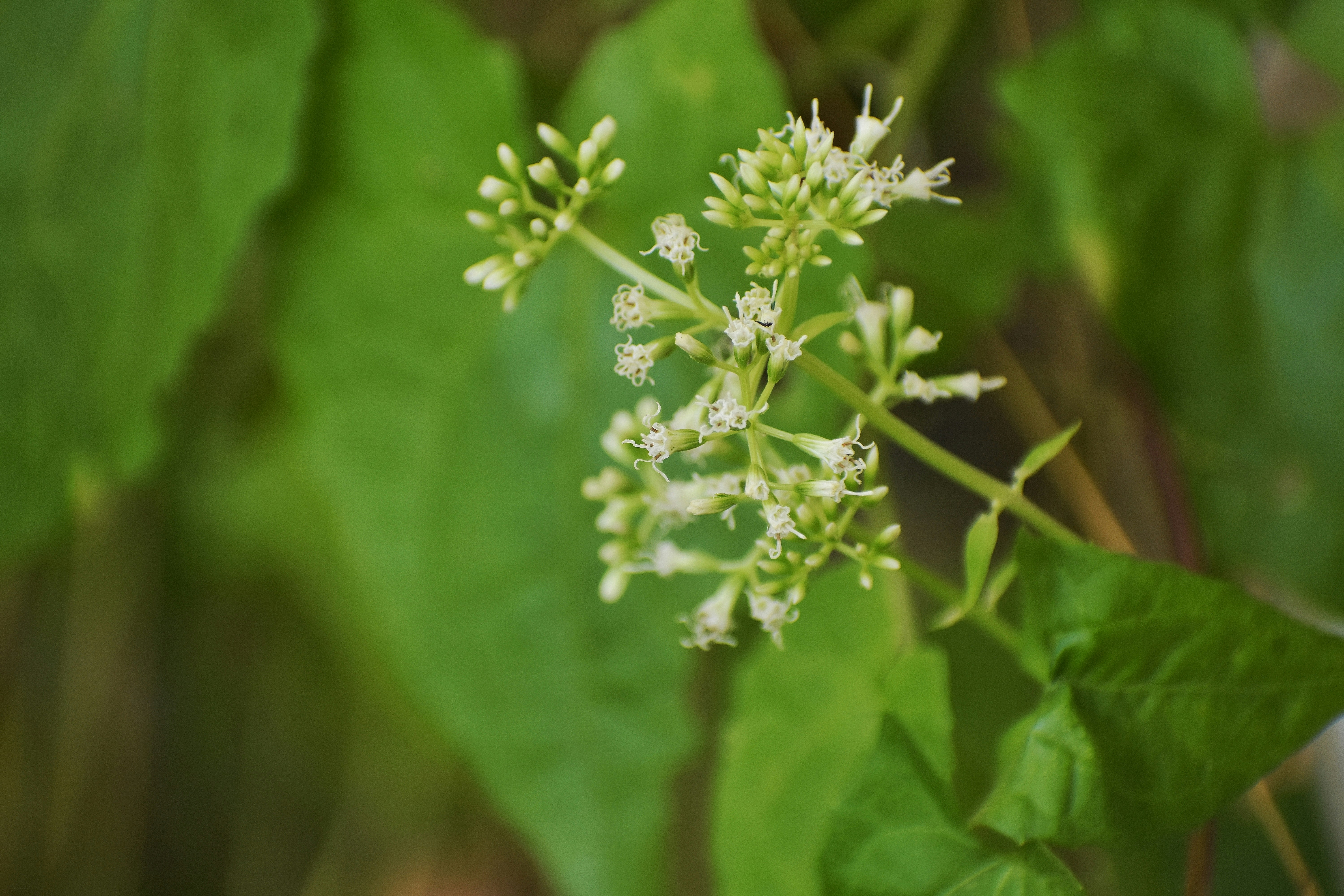 Cluster of small white flowers surrounded by vibrant green leaves in a natural setting.