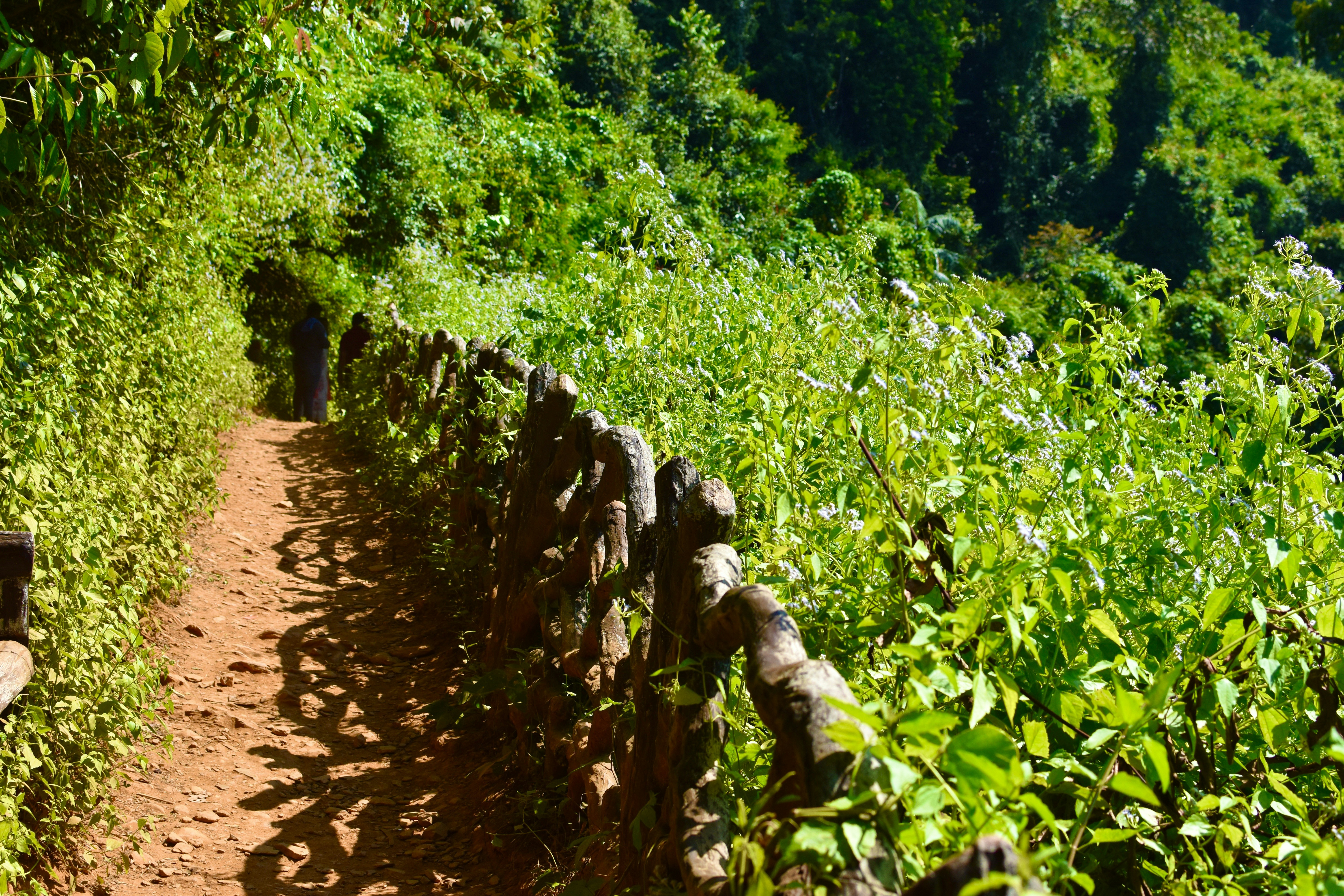Sunlit Dirt Trail Between Weathered Rails and Lush Greenery