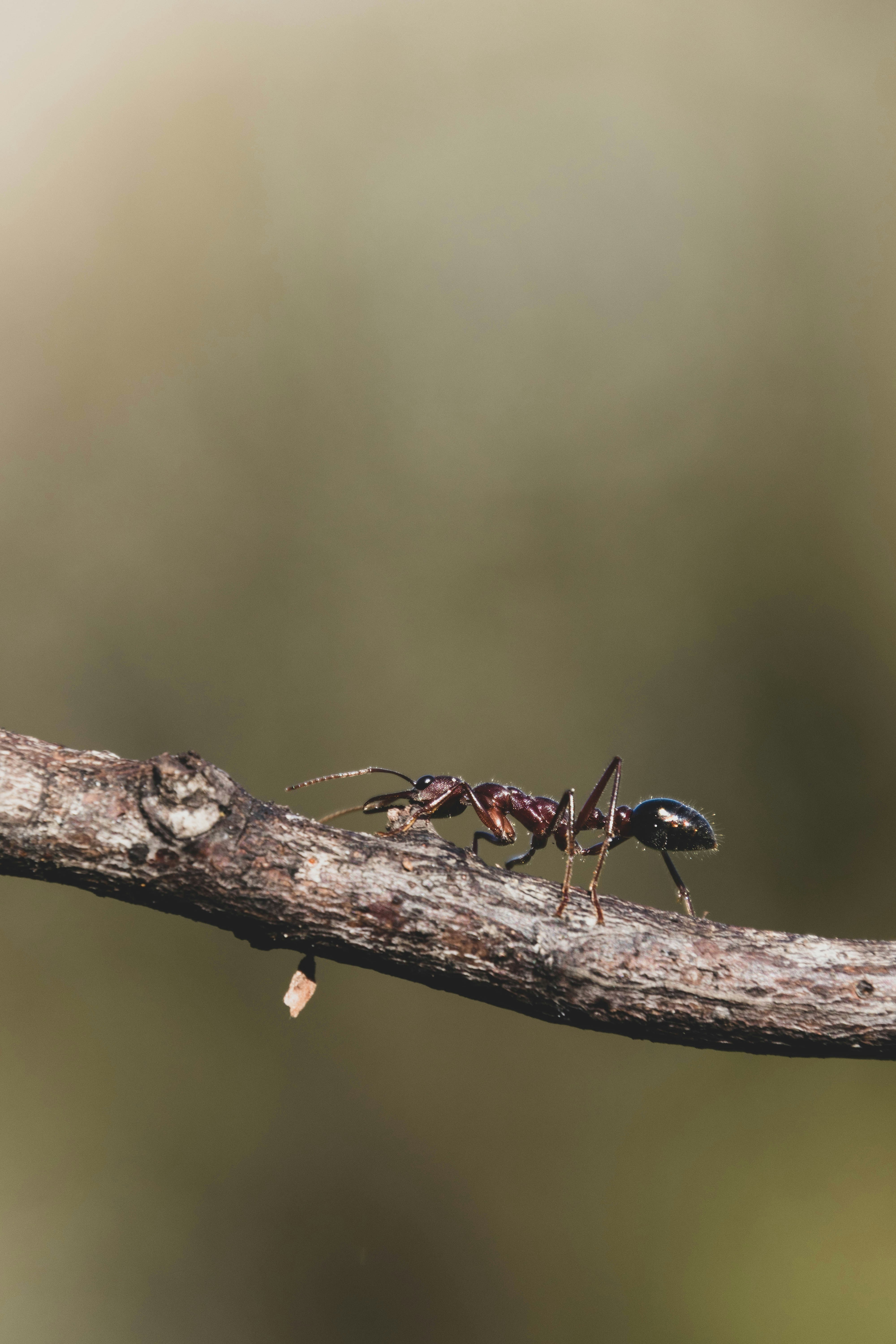 A couple of ants standing on top of a tree branch photo – Free Tasmania ...