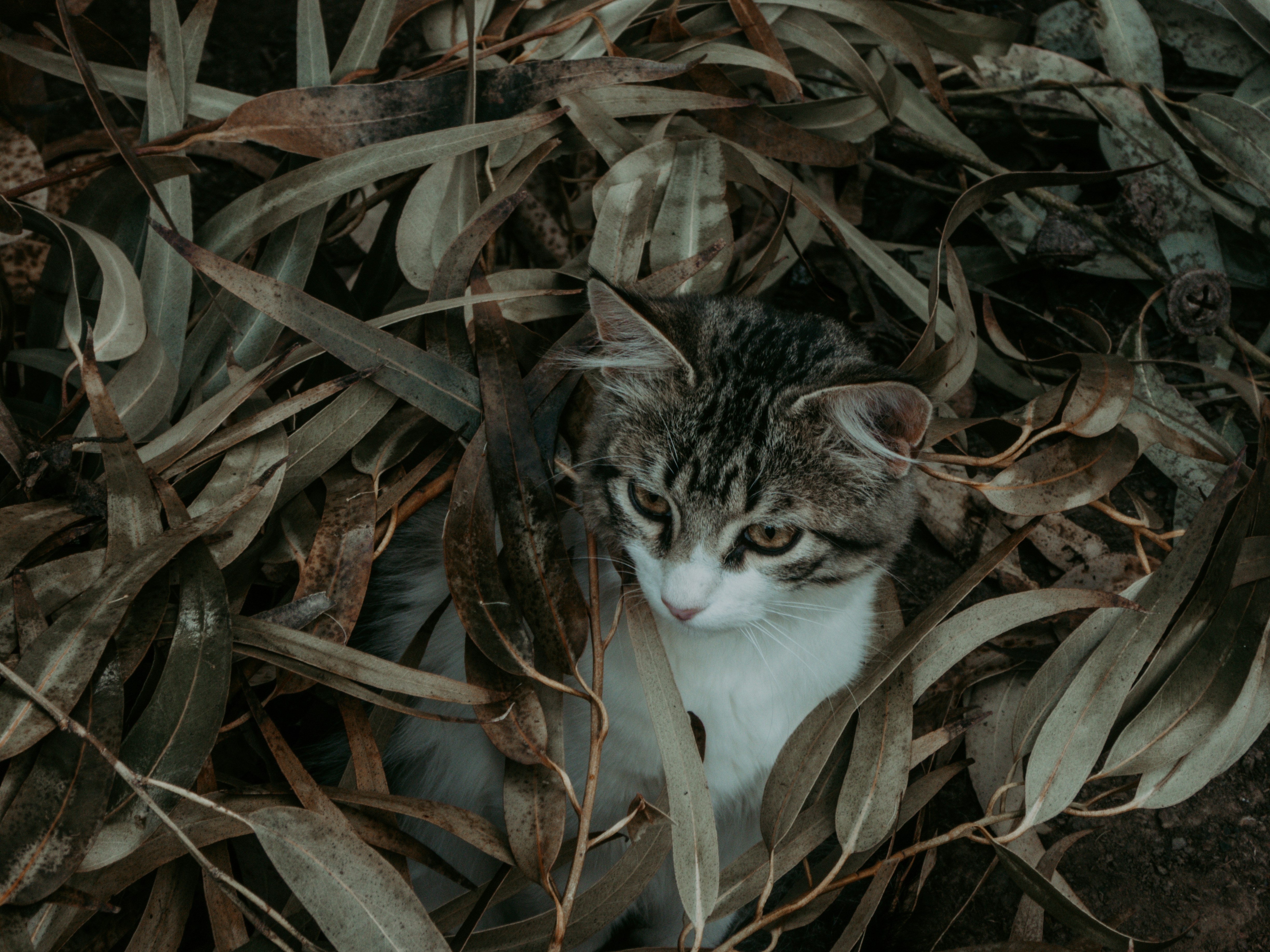 Cat nestled among dry leaves, partially concealed.