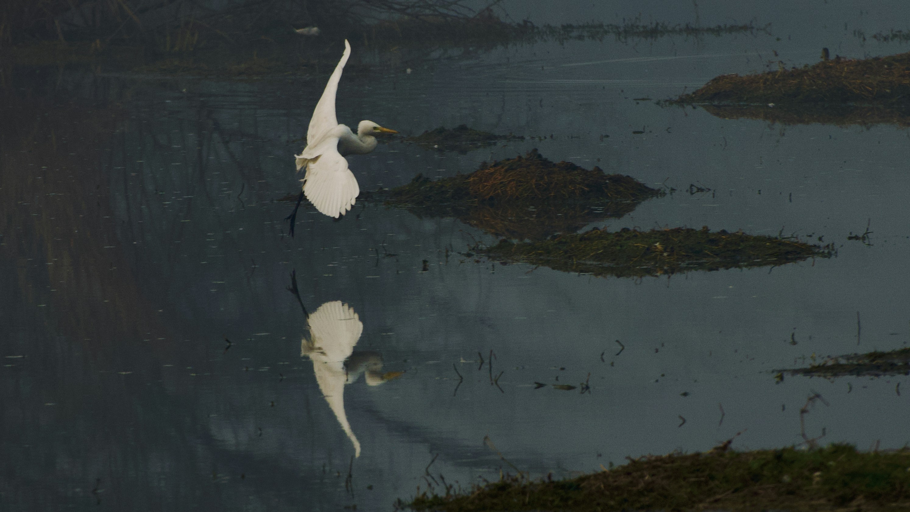 White Heron in Reflection: a gliding moment over still marsh waters