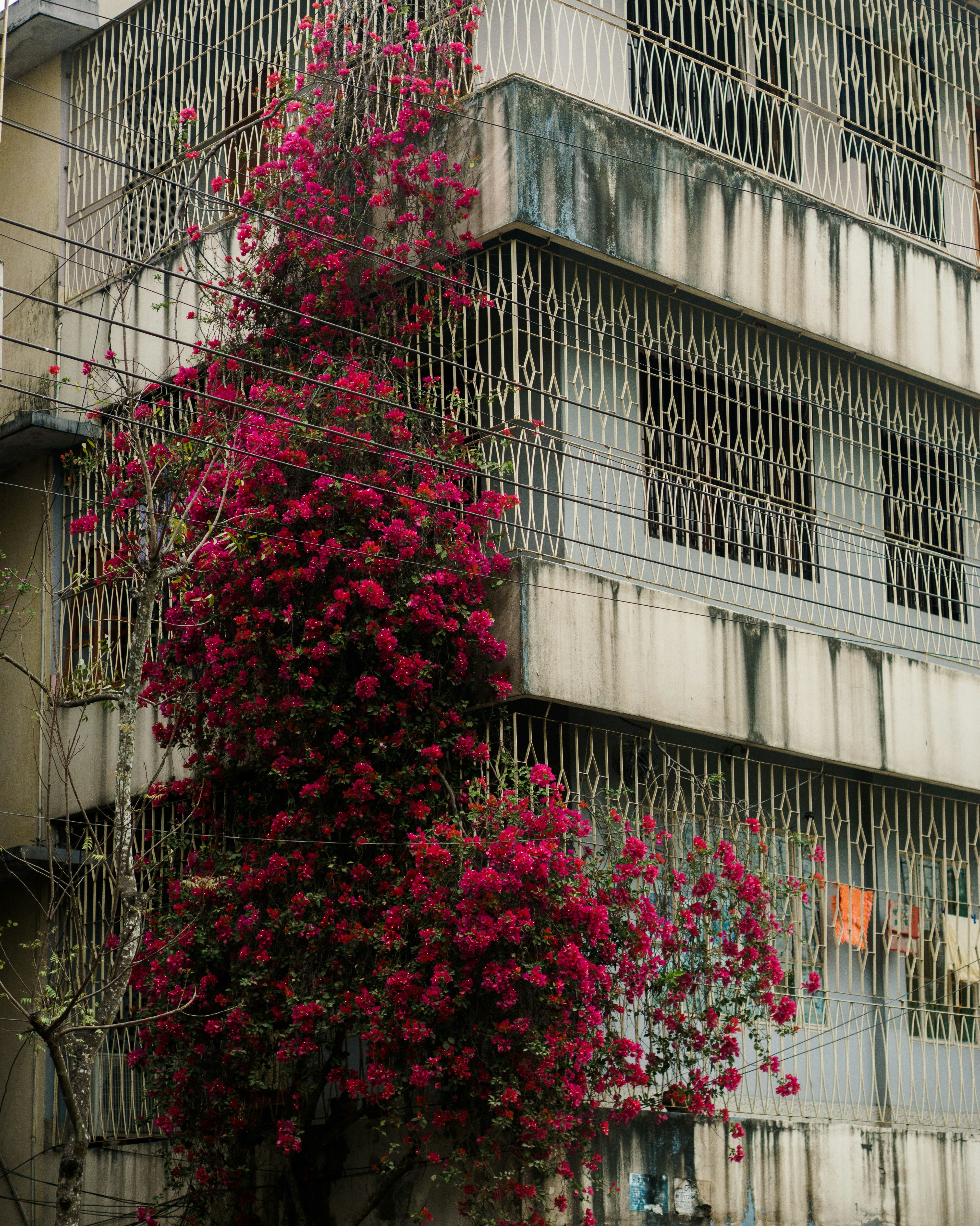 a tall building with a bunch of flowers growing on it
