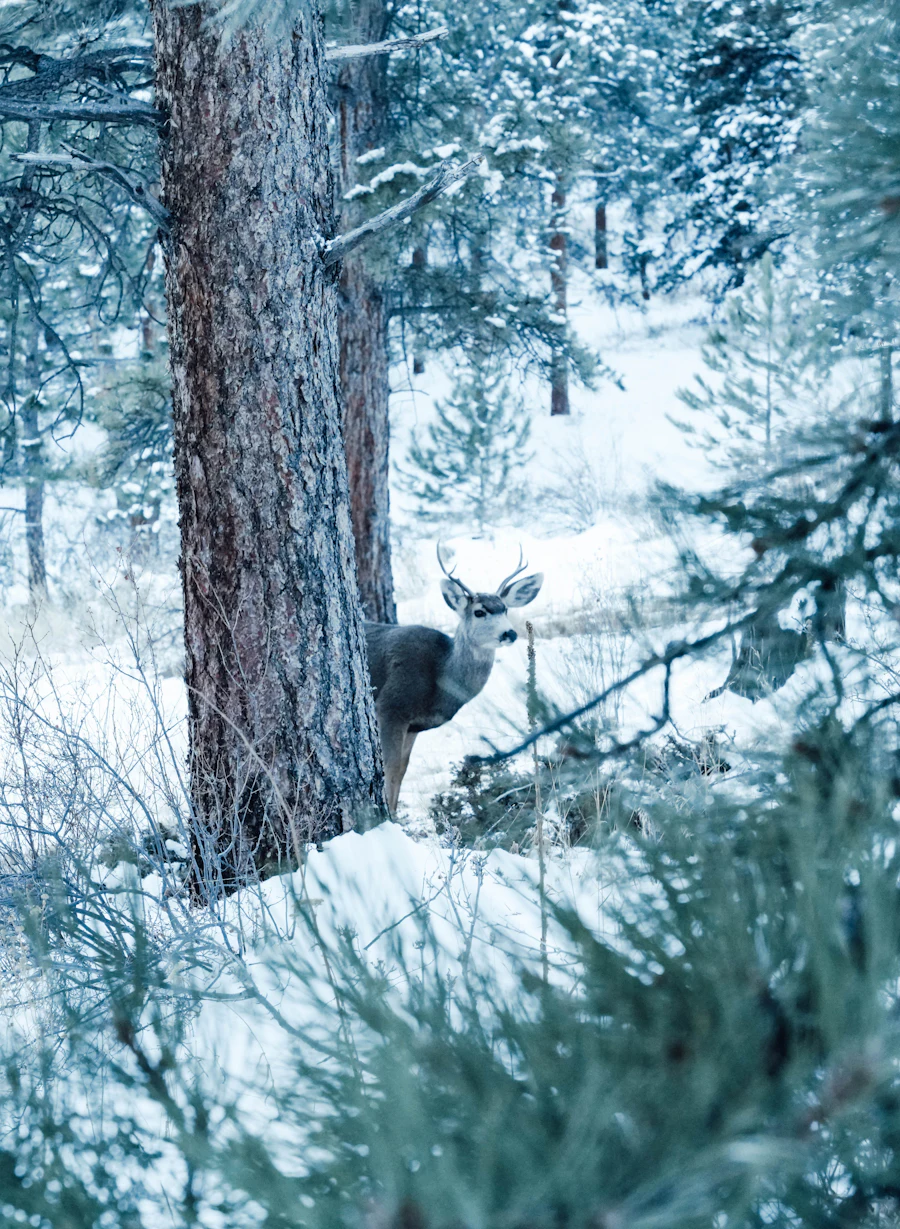 A doe peeks from behind a tree in a snowy evergreen forest, partially framed by blurred branches in the foreground.