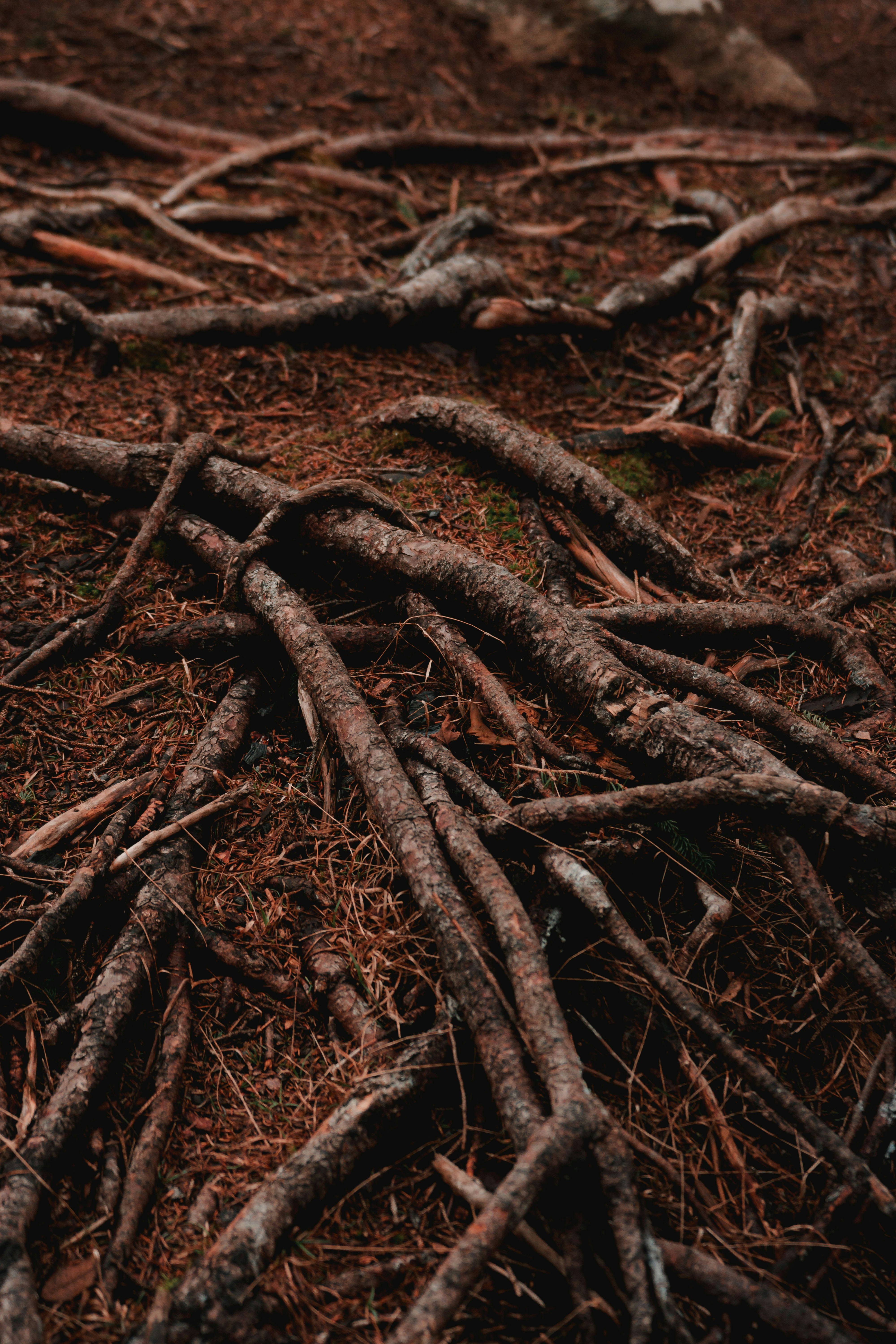 A bunch of tree roots laying on the ground photo – Free Iphone ...