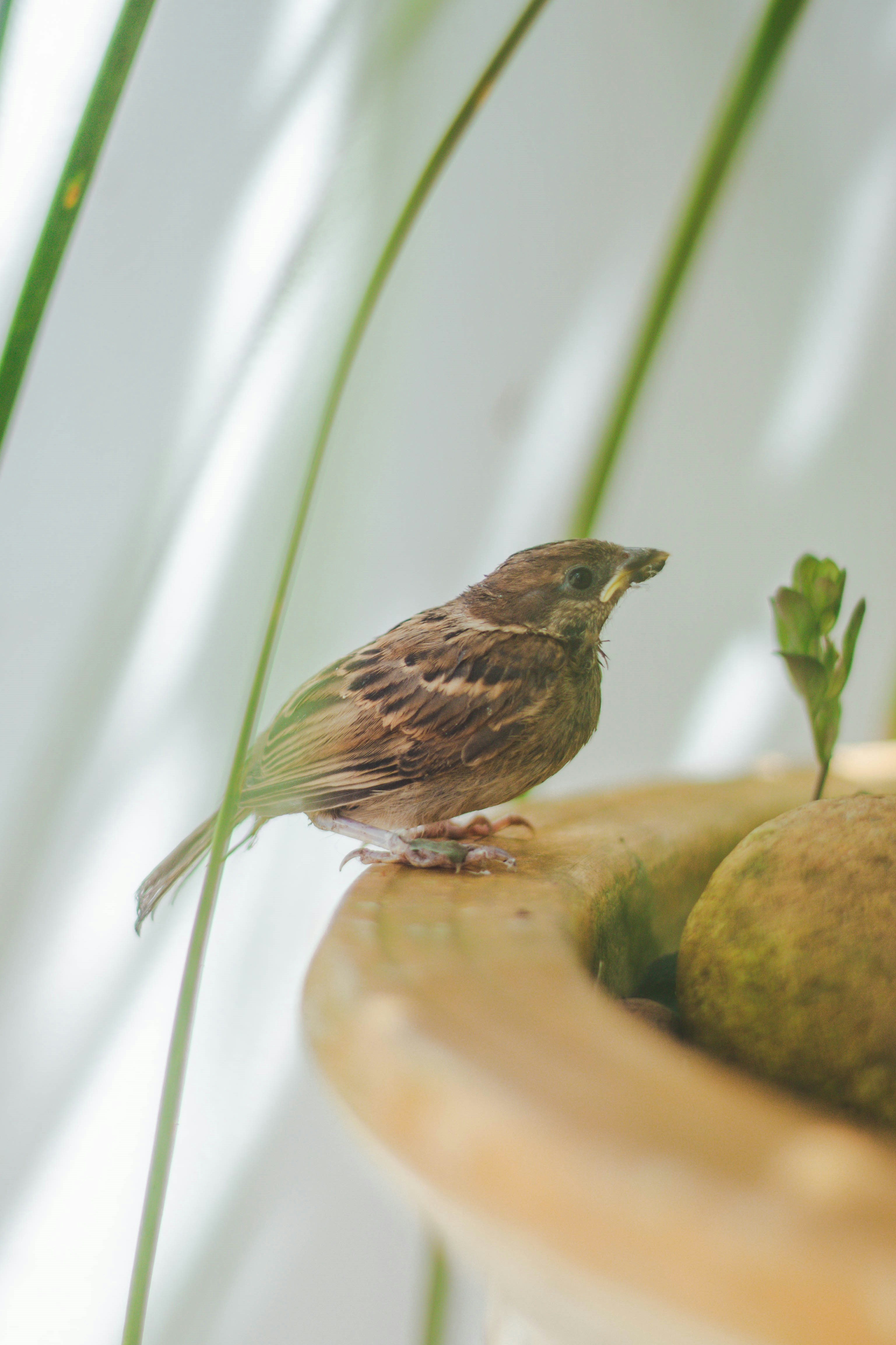 a small bird sitting on top of a bowl of fruit