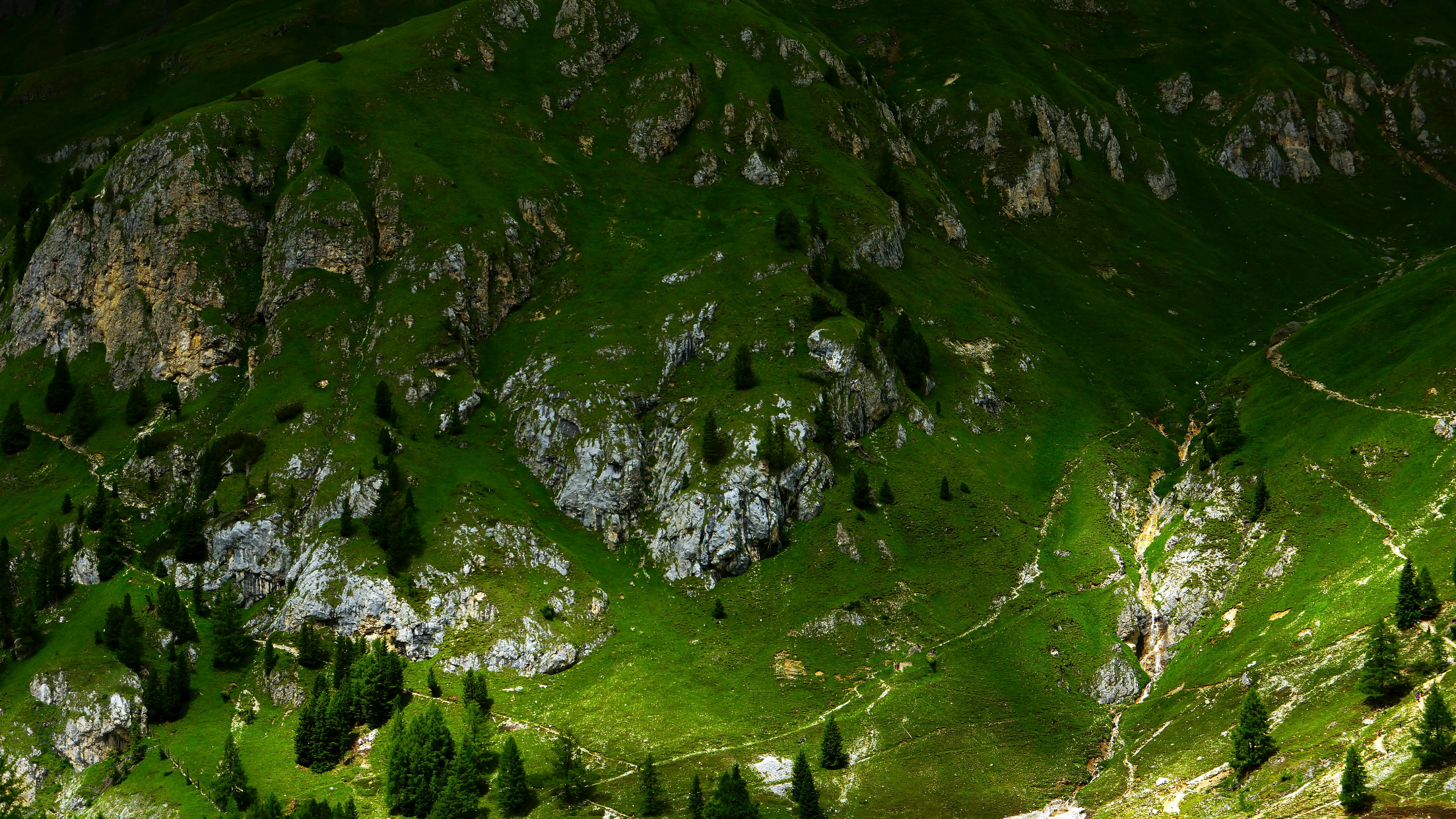 a lush green hillside covered in lots of trees