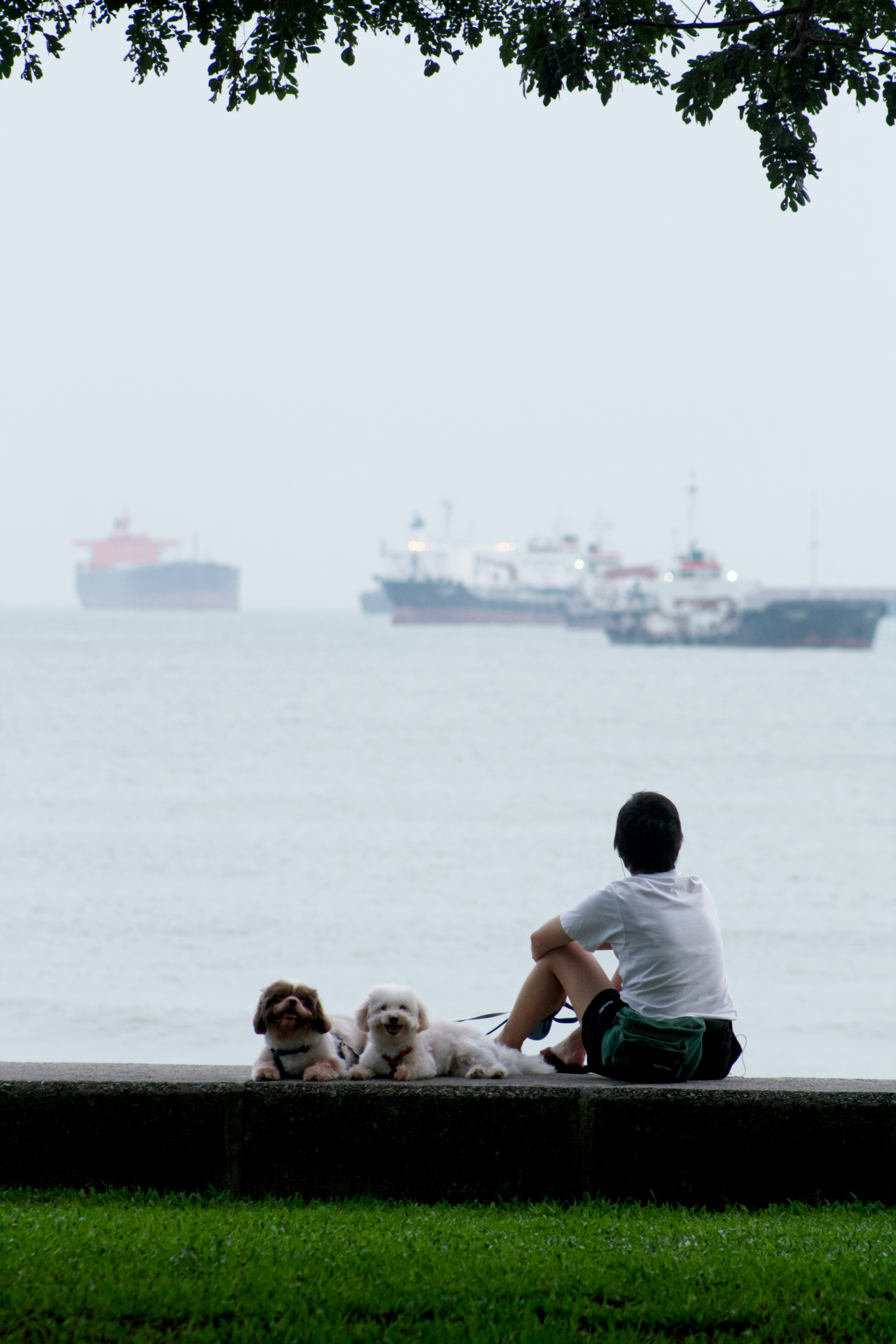 Harbor-side Companions: A Person and Two Dogs at the Seawall