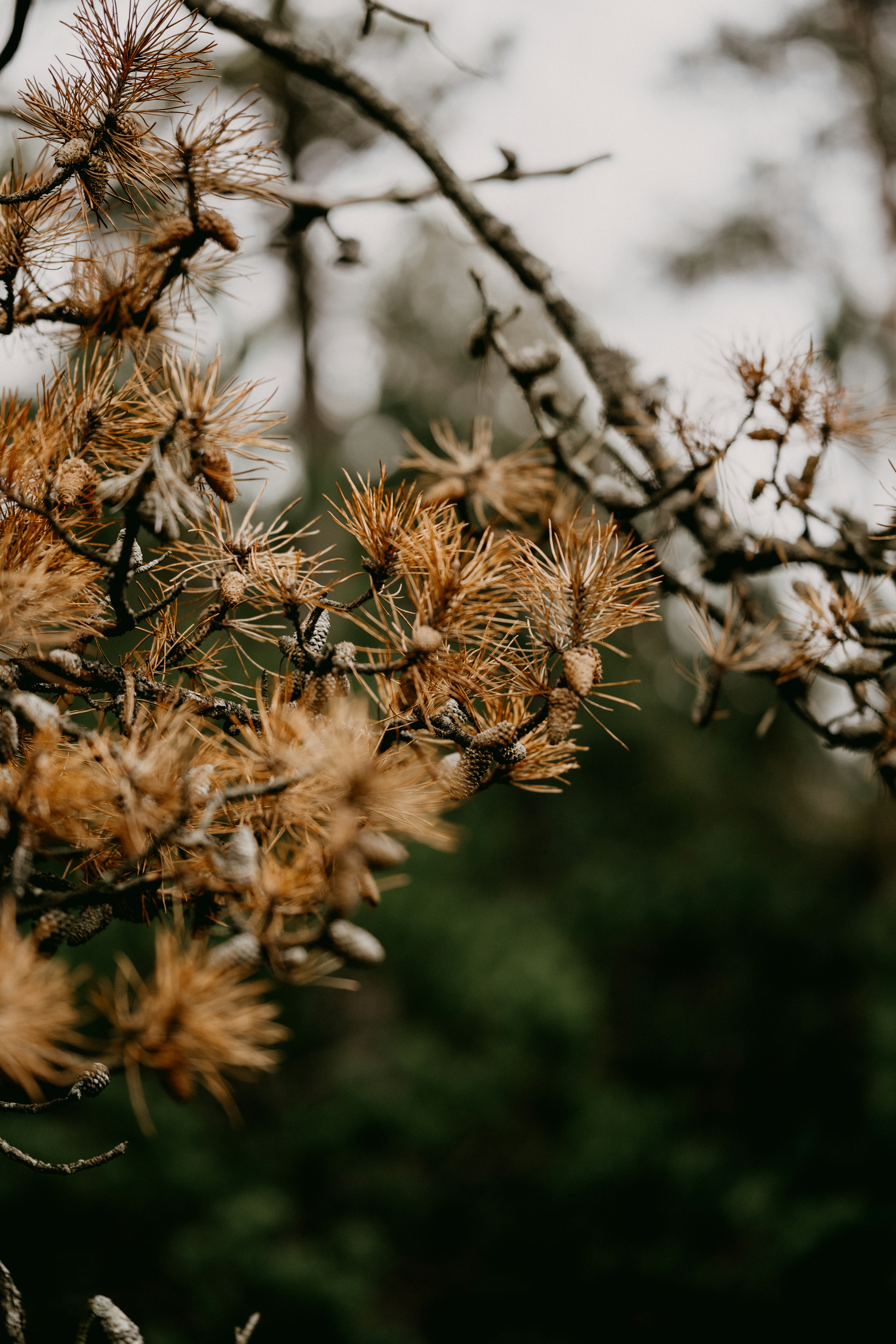 Twisted Bristle: a close-up study of desiccated pine needles against a soft evergreen backdrop