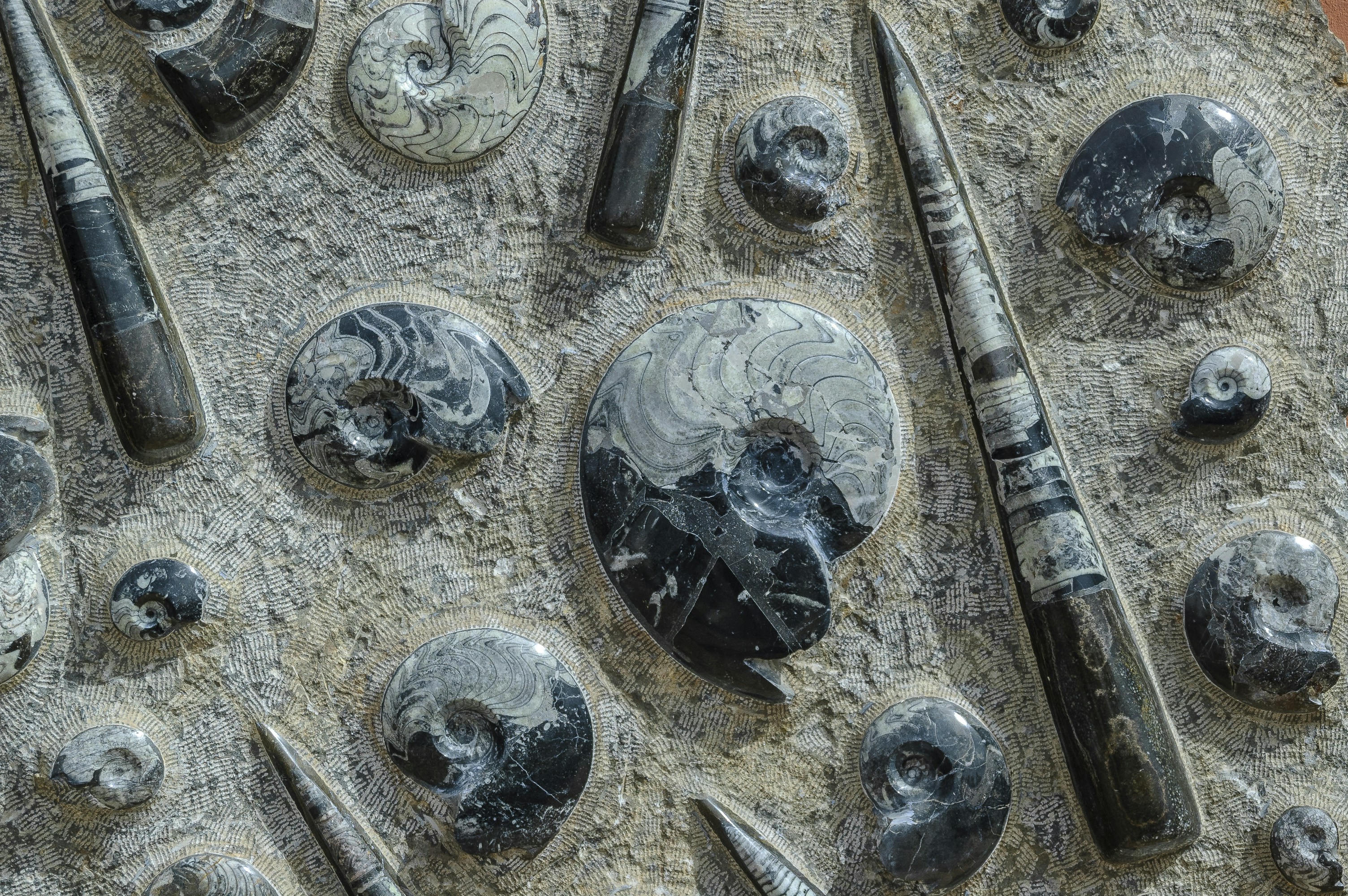 Fossils - Morocco