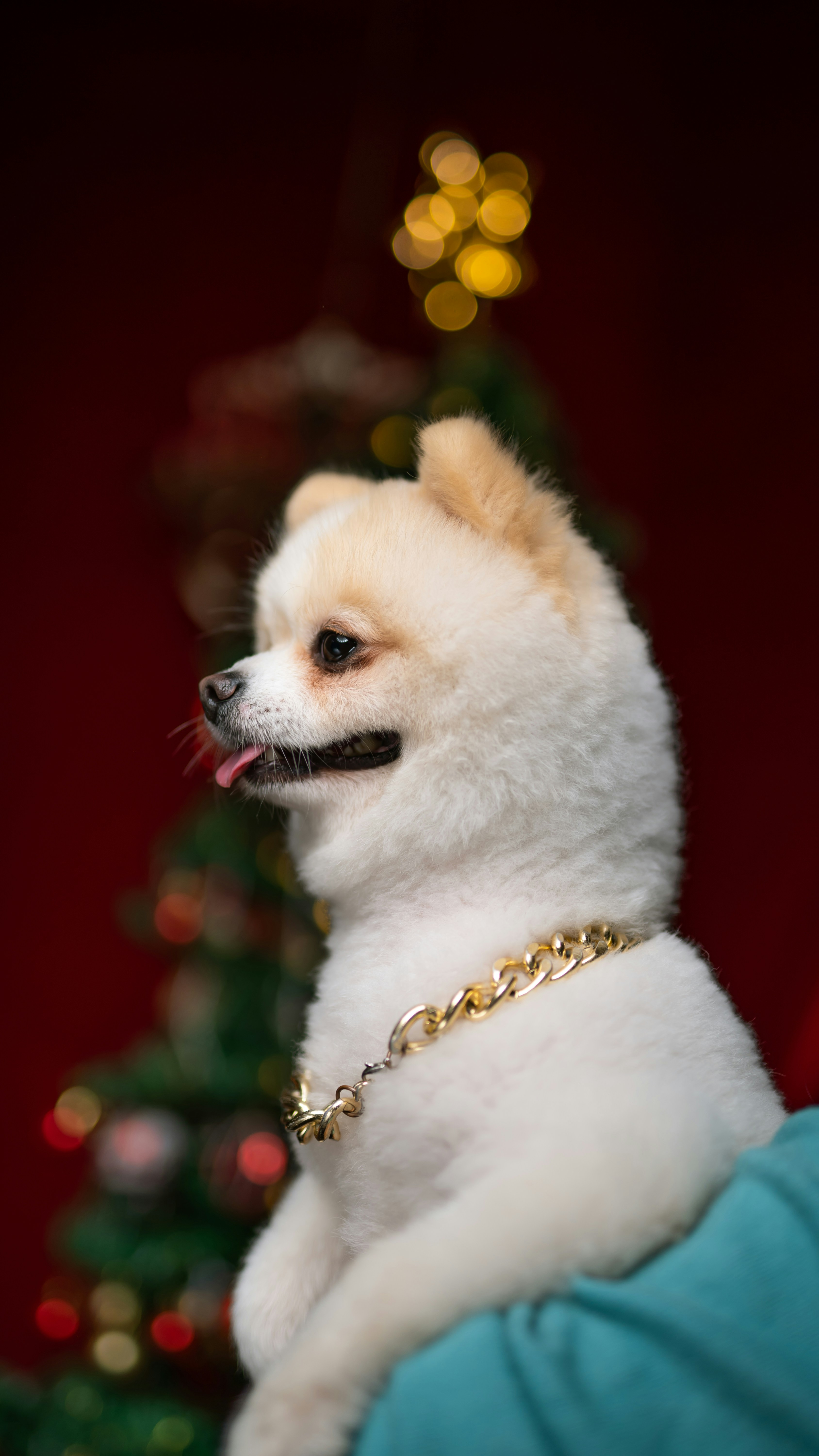 Golden Chain, Furry Cheer: A Pomeranian Portrait in Holiday Bokeh