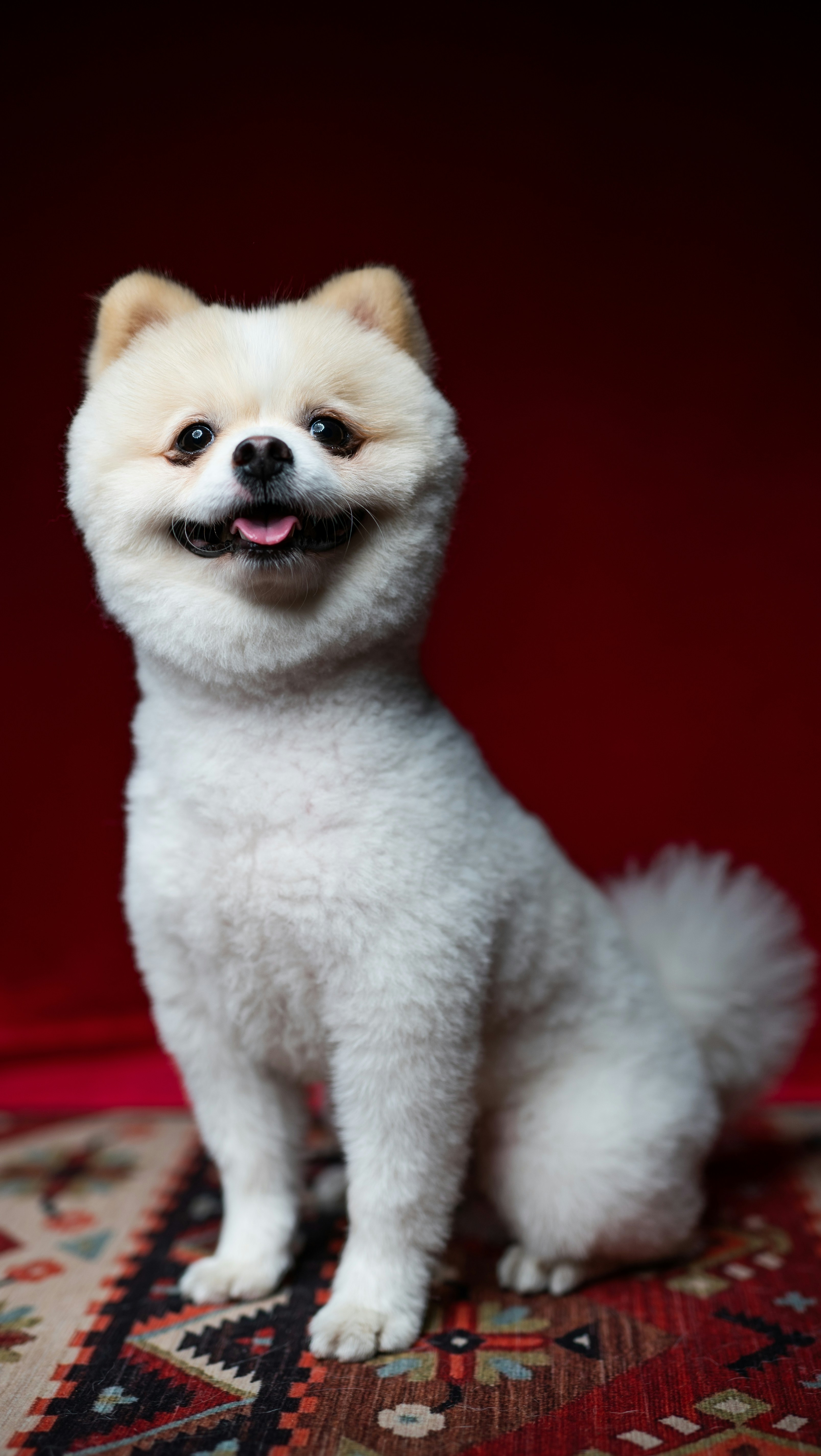 Crimson Velvet Portrait: The Cheerful Pom