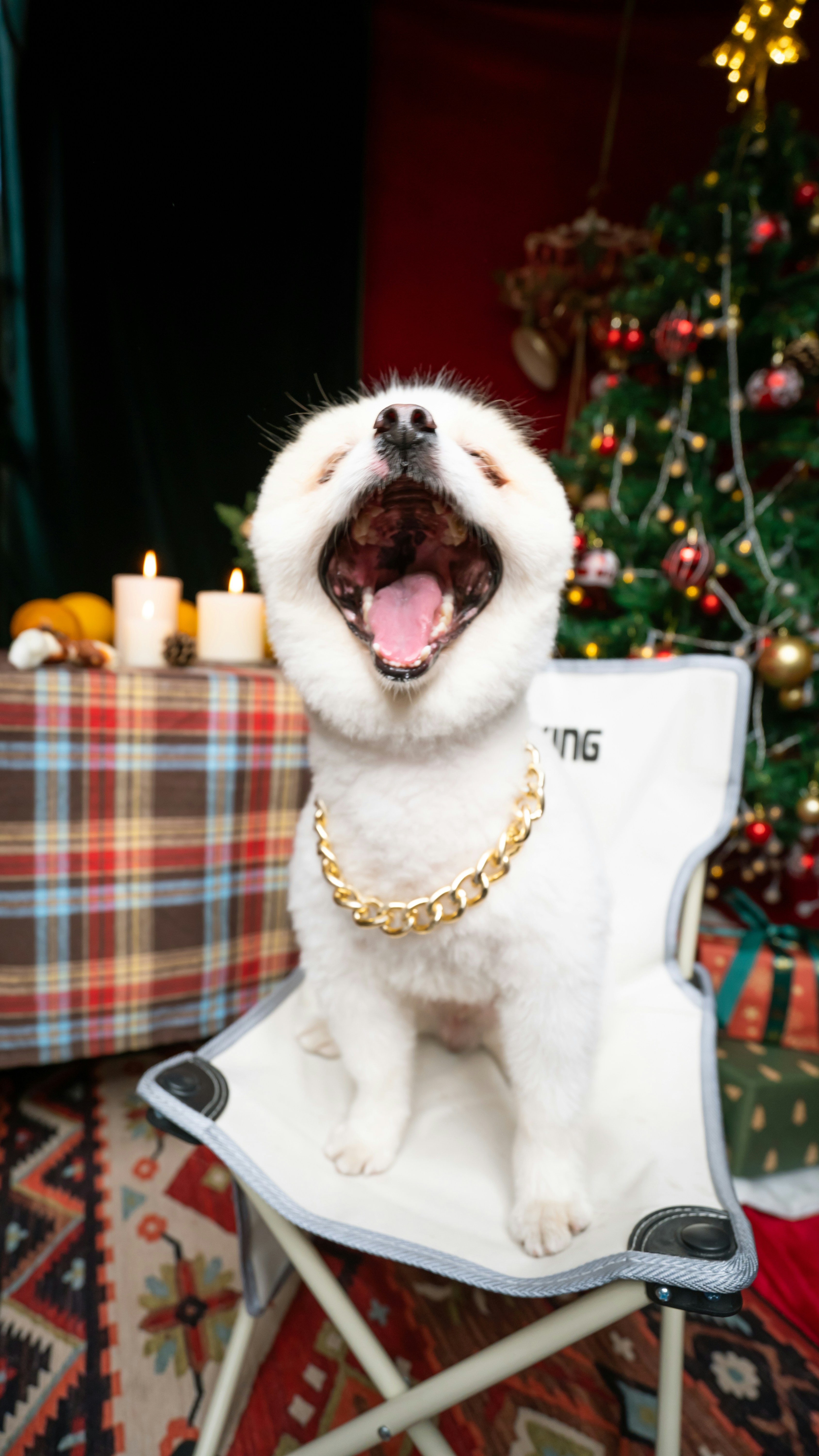 Yuletide Yawn: A Poodle Takes Center Stage in a Cozy Christmas Corner